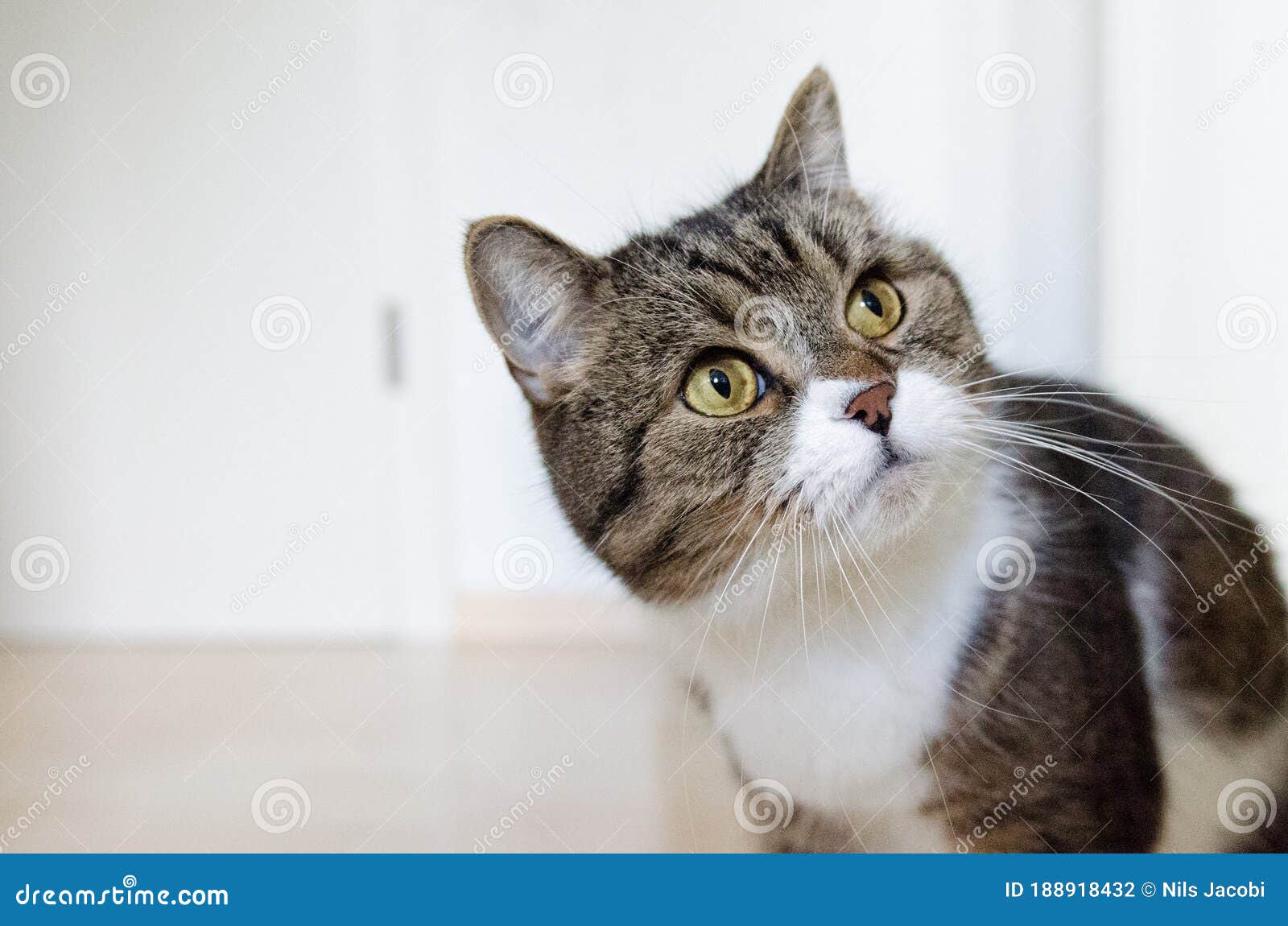 Cat looking around corner stock photo. Image of curiosity - 188918432