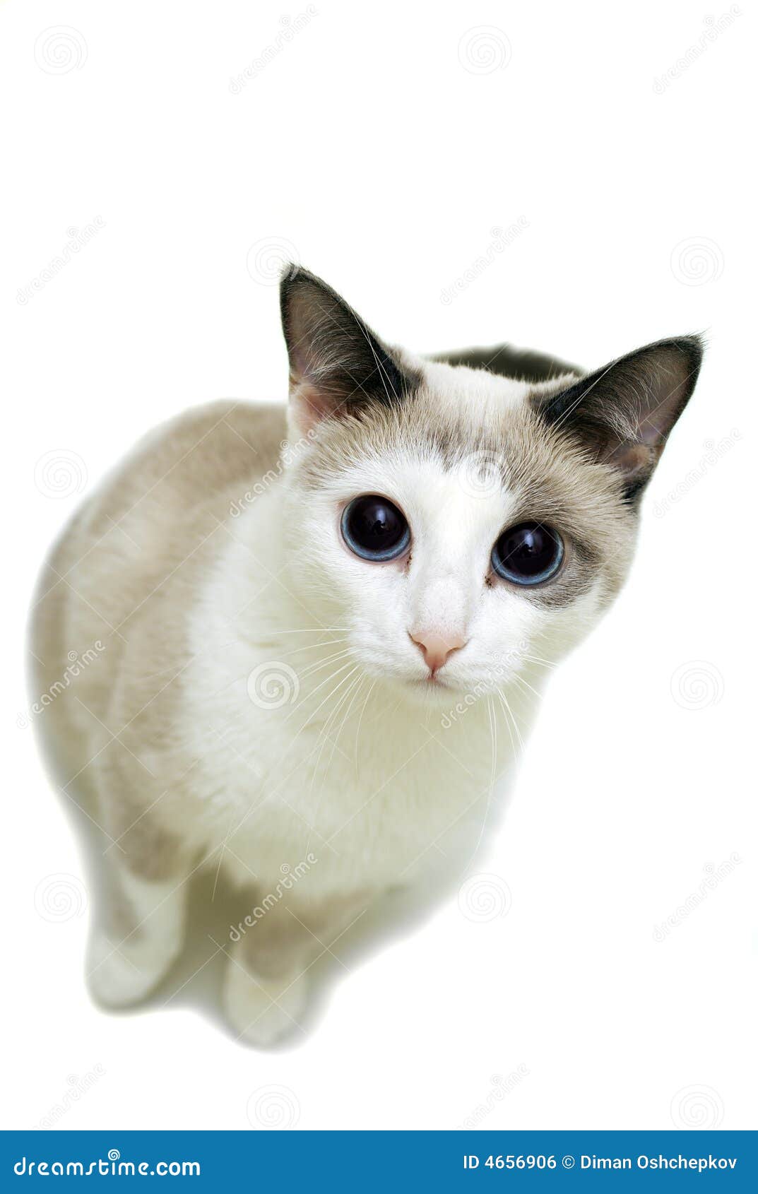 Cat looking with attention stock photo. Image of nature - 4656906