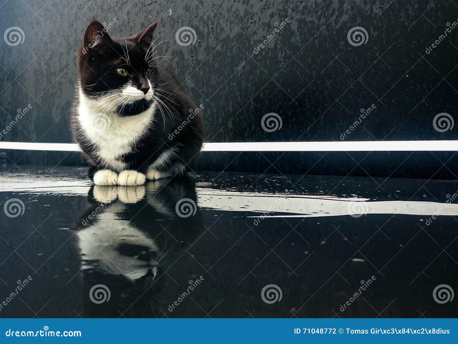 Cat looking away stock photo. Image of looking, cute - 71048772