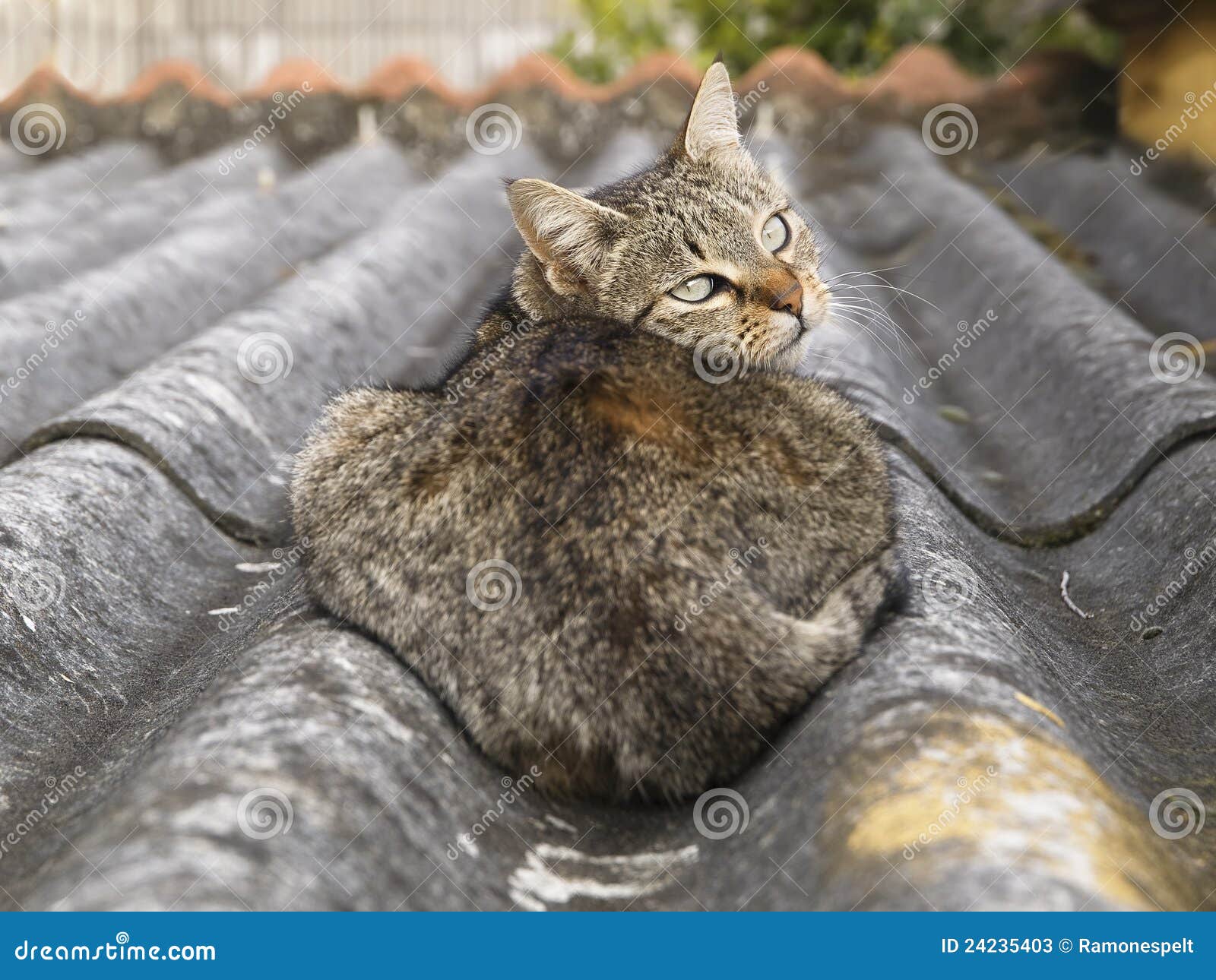 Cat looking back stock image. Image of looking, listening - 24235403
