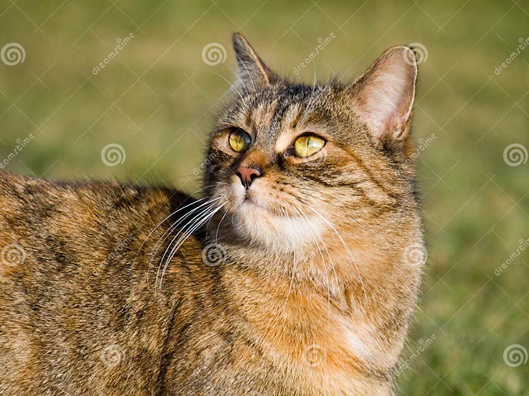 Cat looking back stock photo. Image of feline, furry - 25342880