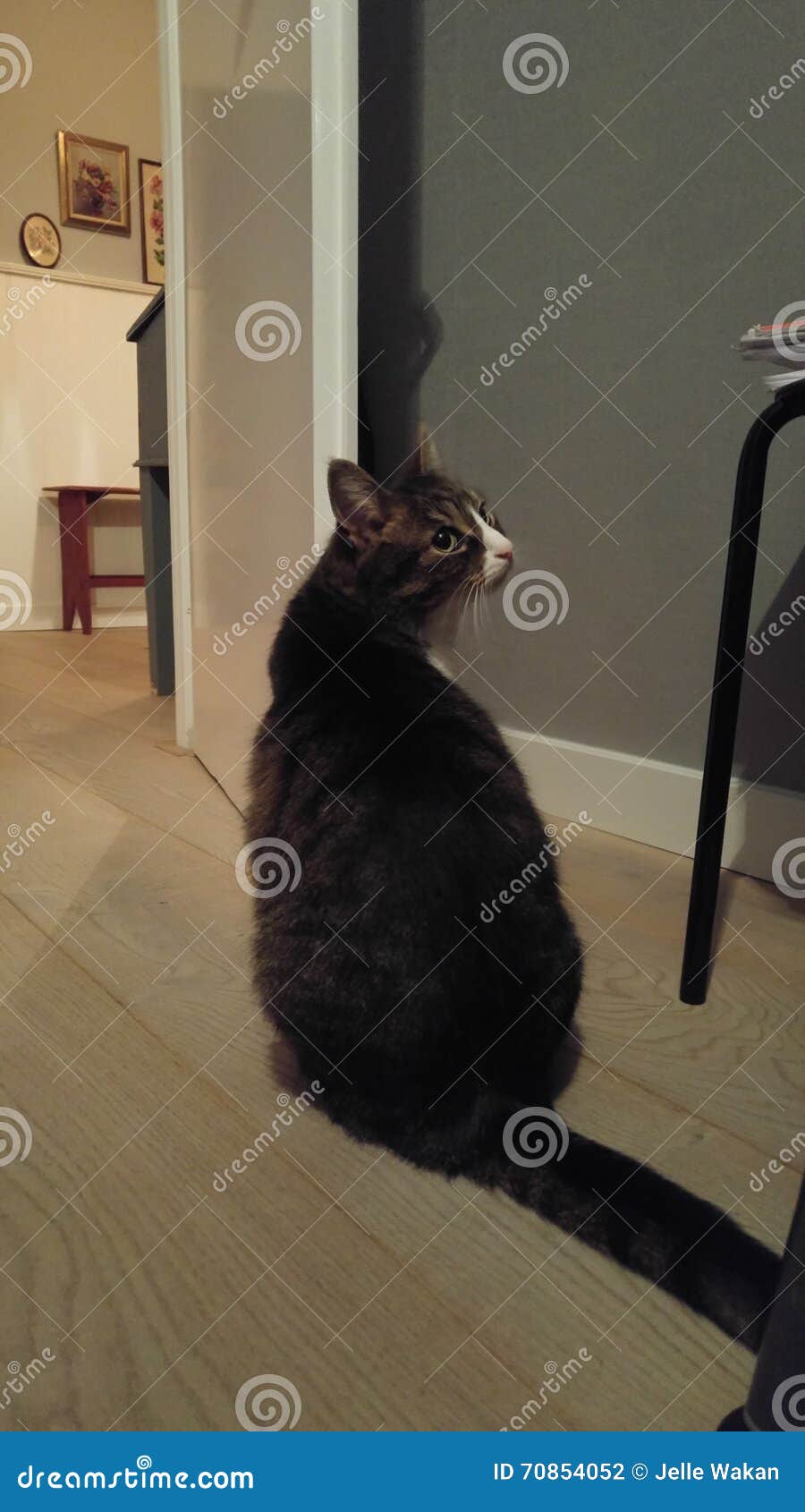 Cat looking back stock photo. Image of back, shorthair - 70854052