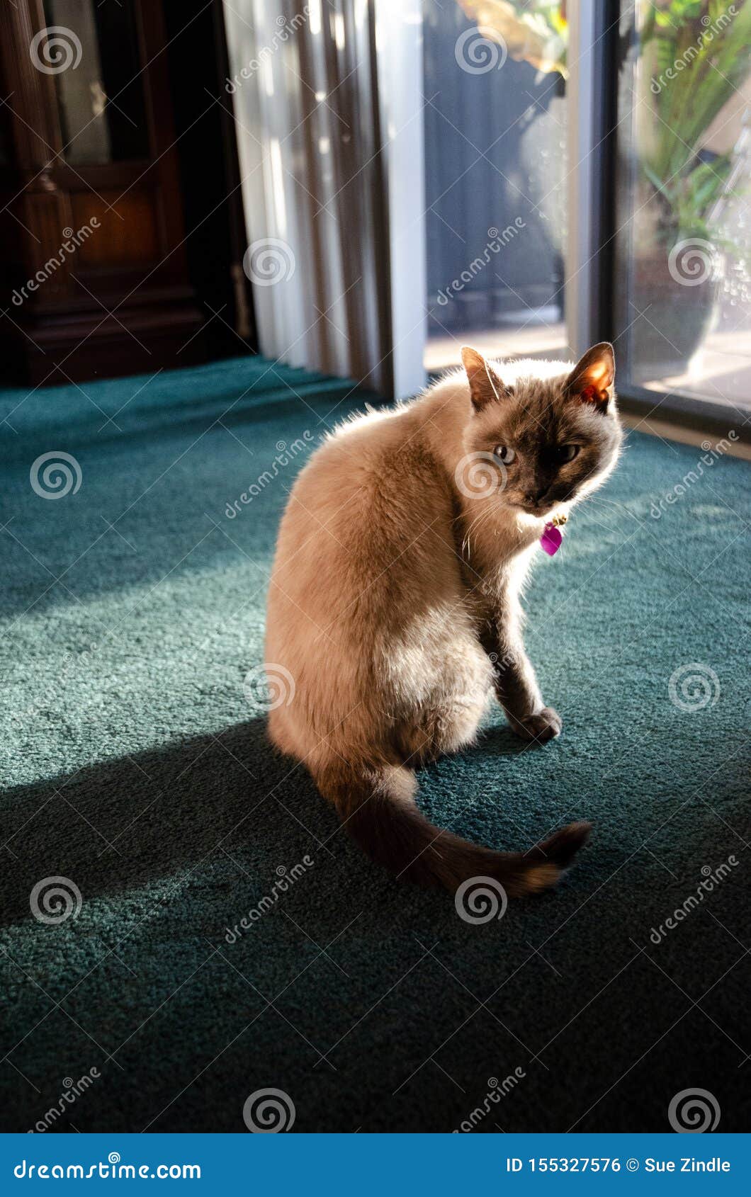 Cat Looking Back Over Shoulder Stock Photo - Image of back, shoulder ...
