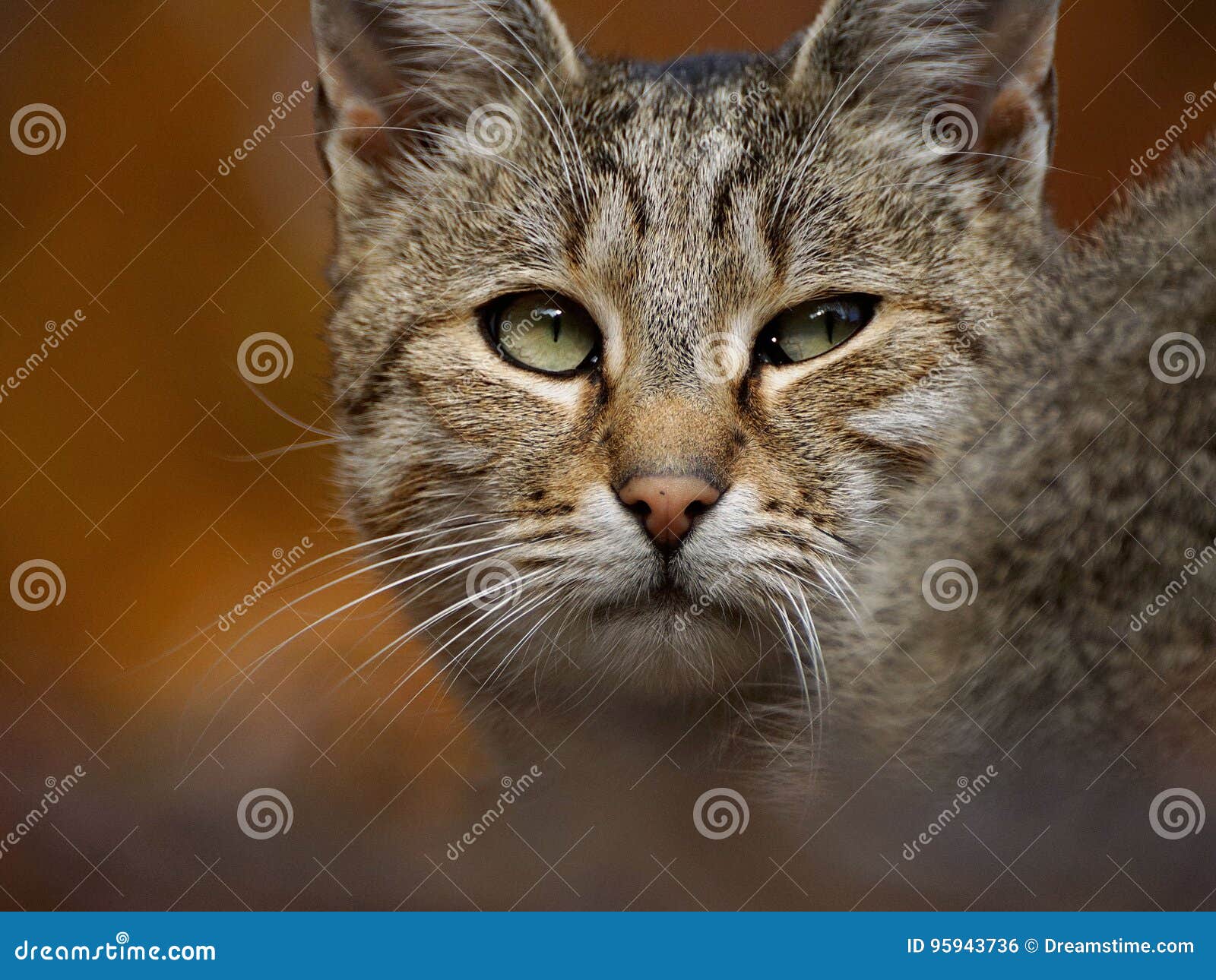 Cat looking back stock photo. Image of whiskers, animal - 95943736