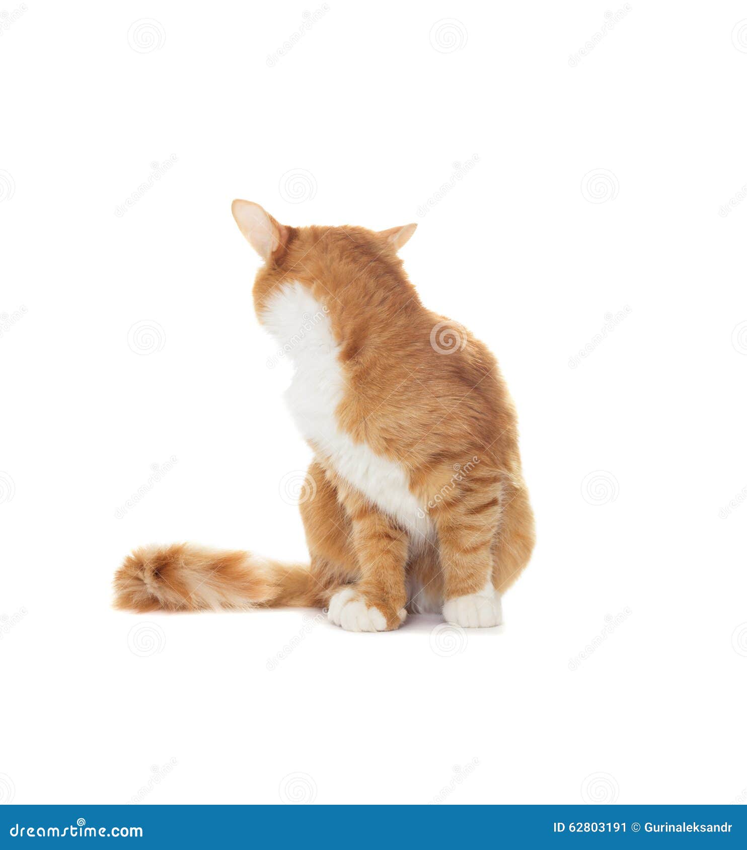 Cat looking back stock image. Image of feline, posing - 62803191