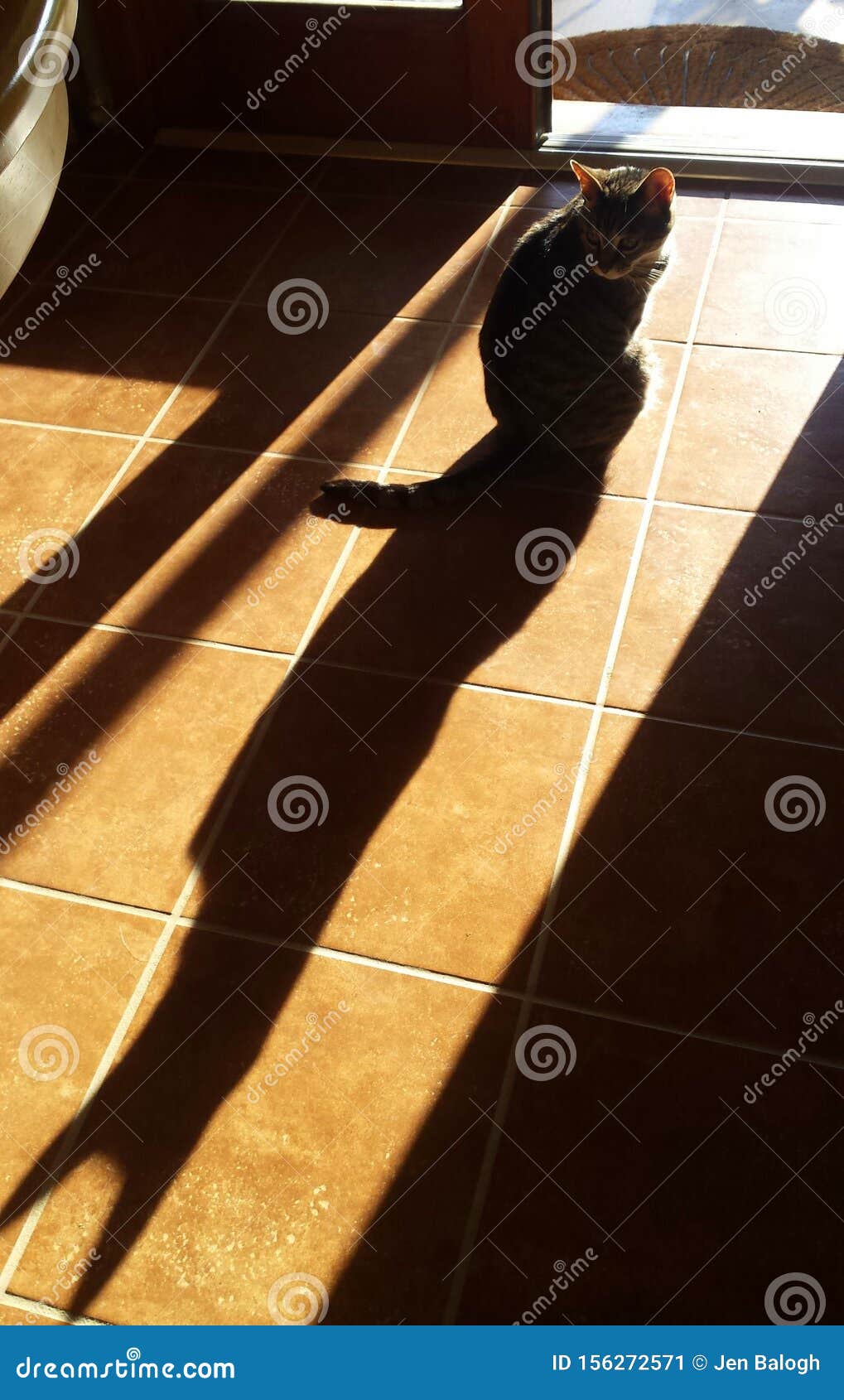 Looking at the Shadows Behind Stock Image - Image of love, sunshine ...