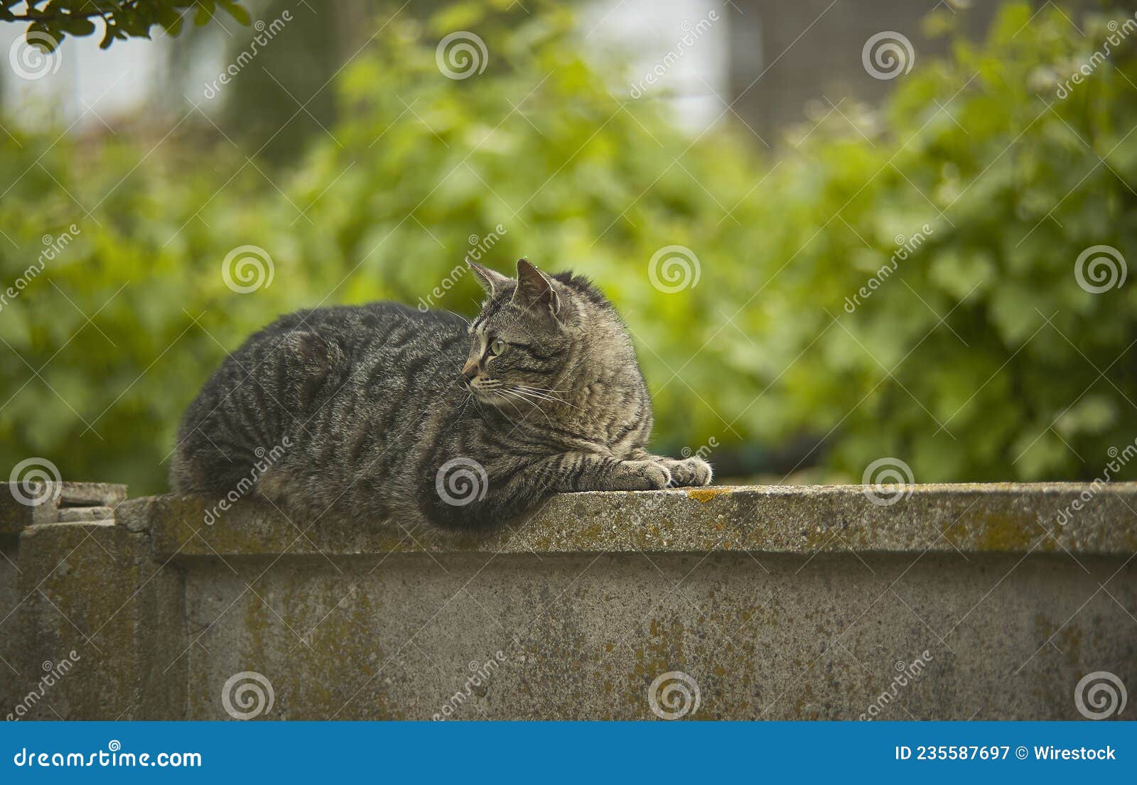 The cat looking behind stock image. Image of breed, gatto - 235587697
