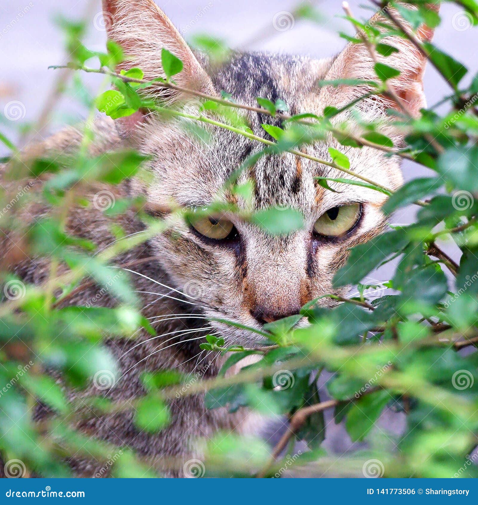 Cat is Looking from Behind a Tree Stock Photo - Image of face, close ...
