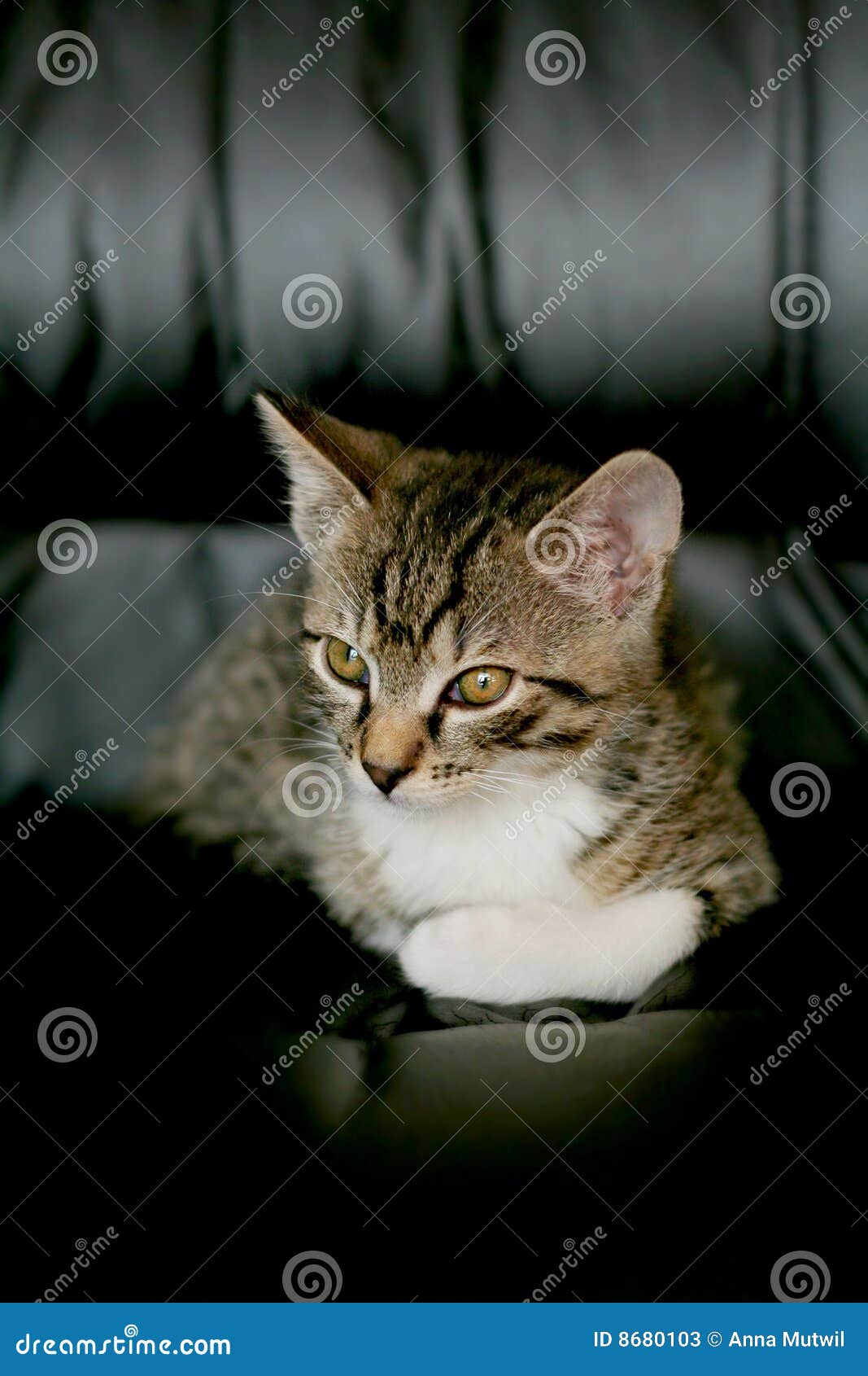 Cat looking from below stock image. Image of beautiful - 8680103