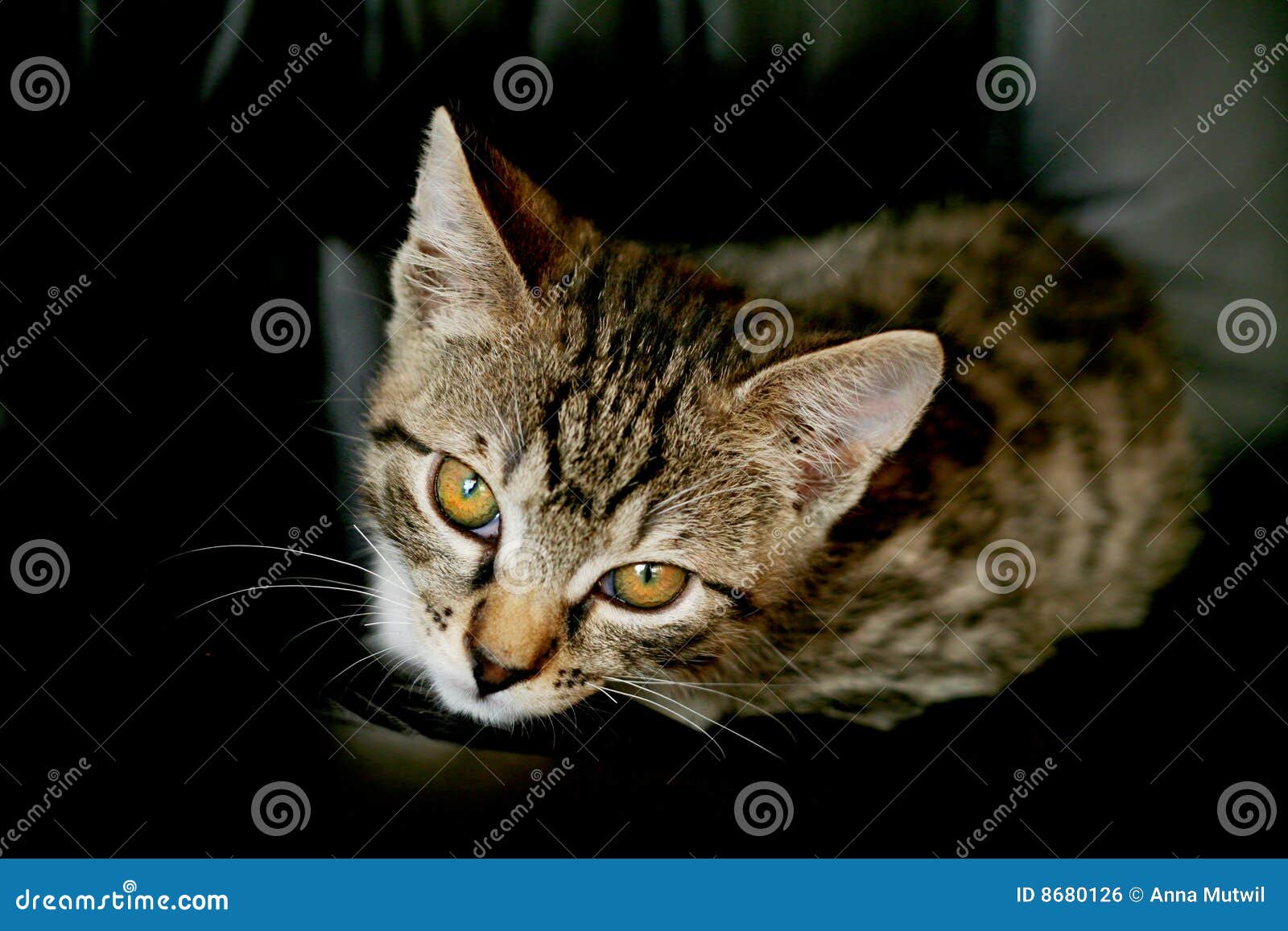 Cat looking from below stock photo. Image of household - 8680126