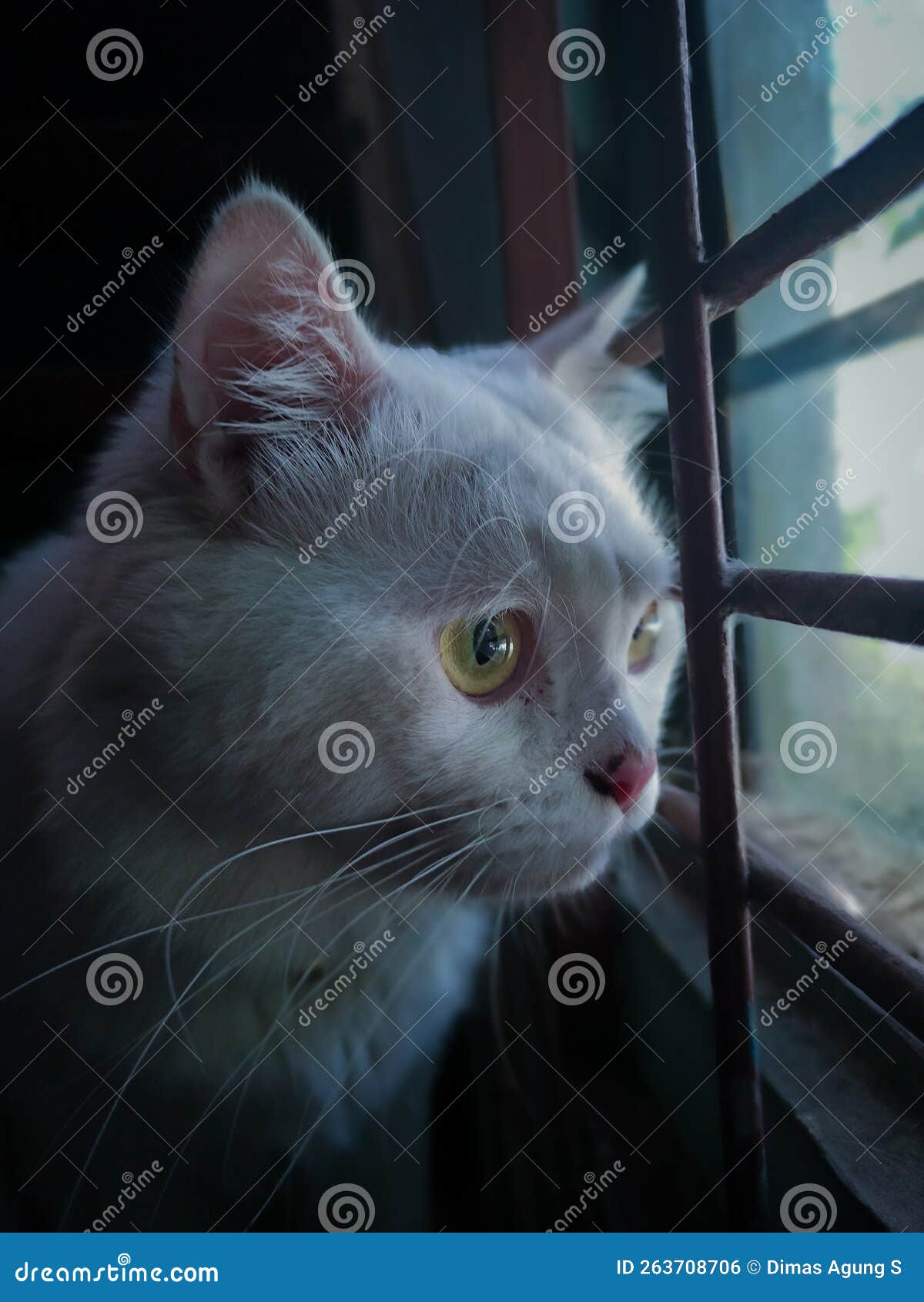 Cat looking at bird stock photo. Image of looking, cute - 263708706