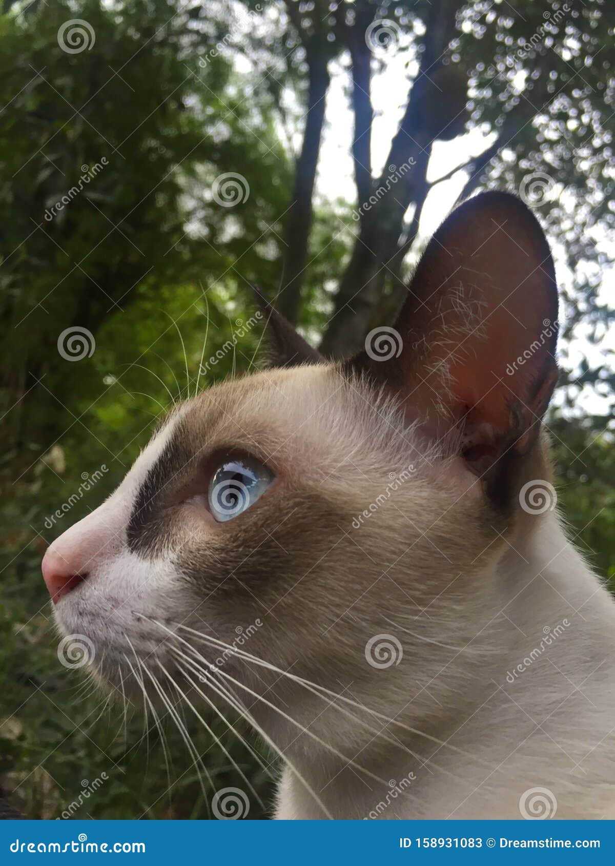 Cat looking at a bird stock image. Image of looking - 158931083
