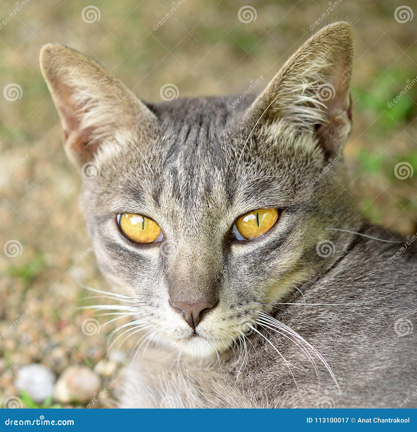 Cat Looking at Camera stock image. Image of kitty, pupil - 113100017