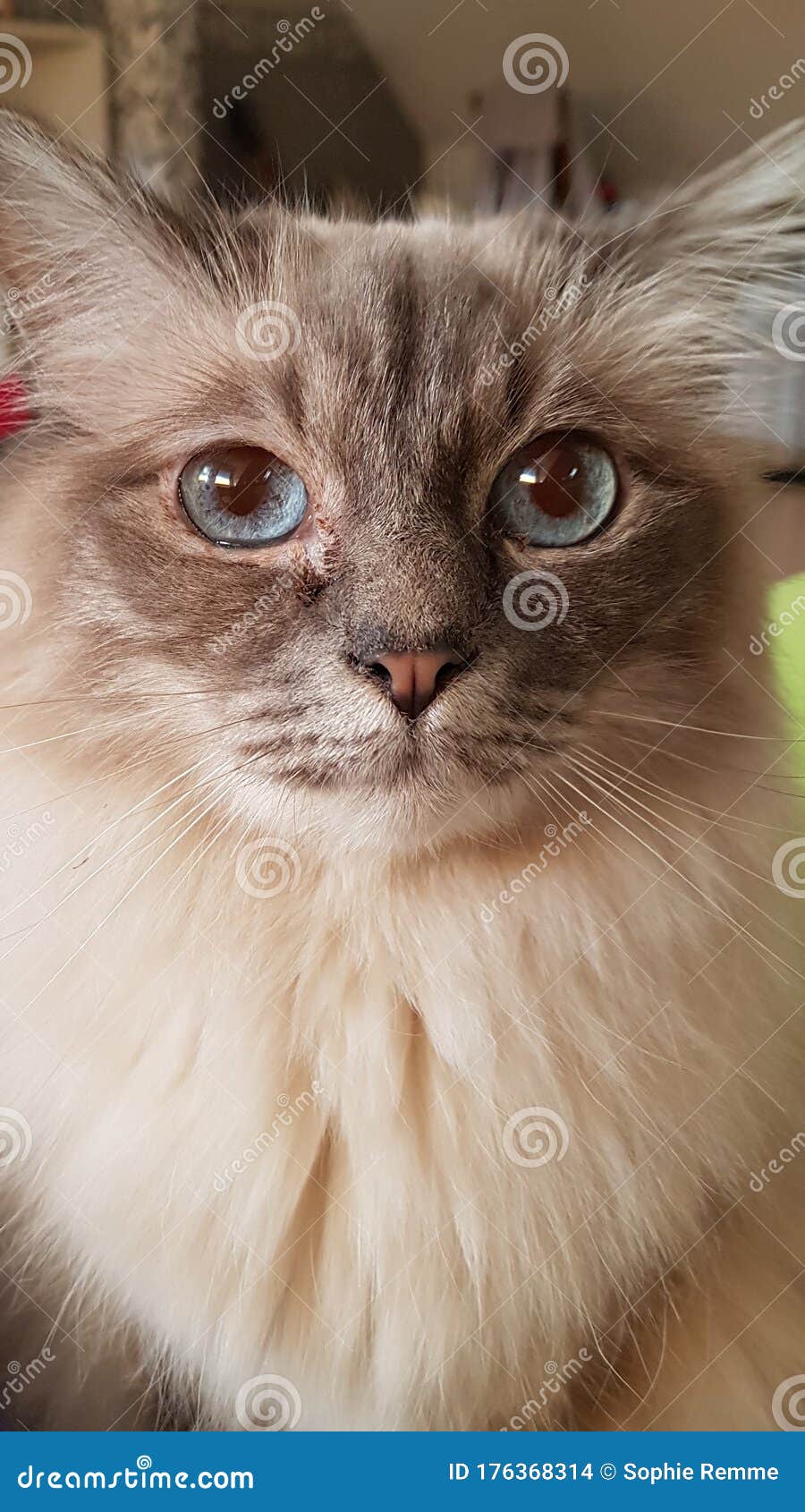 Cat looking in the camera stock photo. Image of looking - 176368314