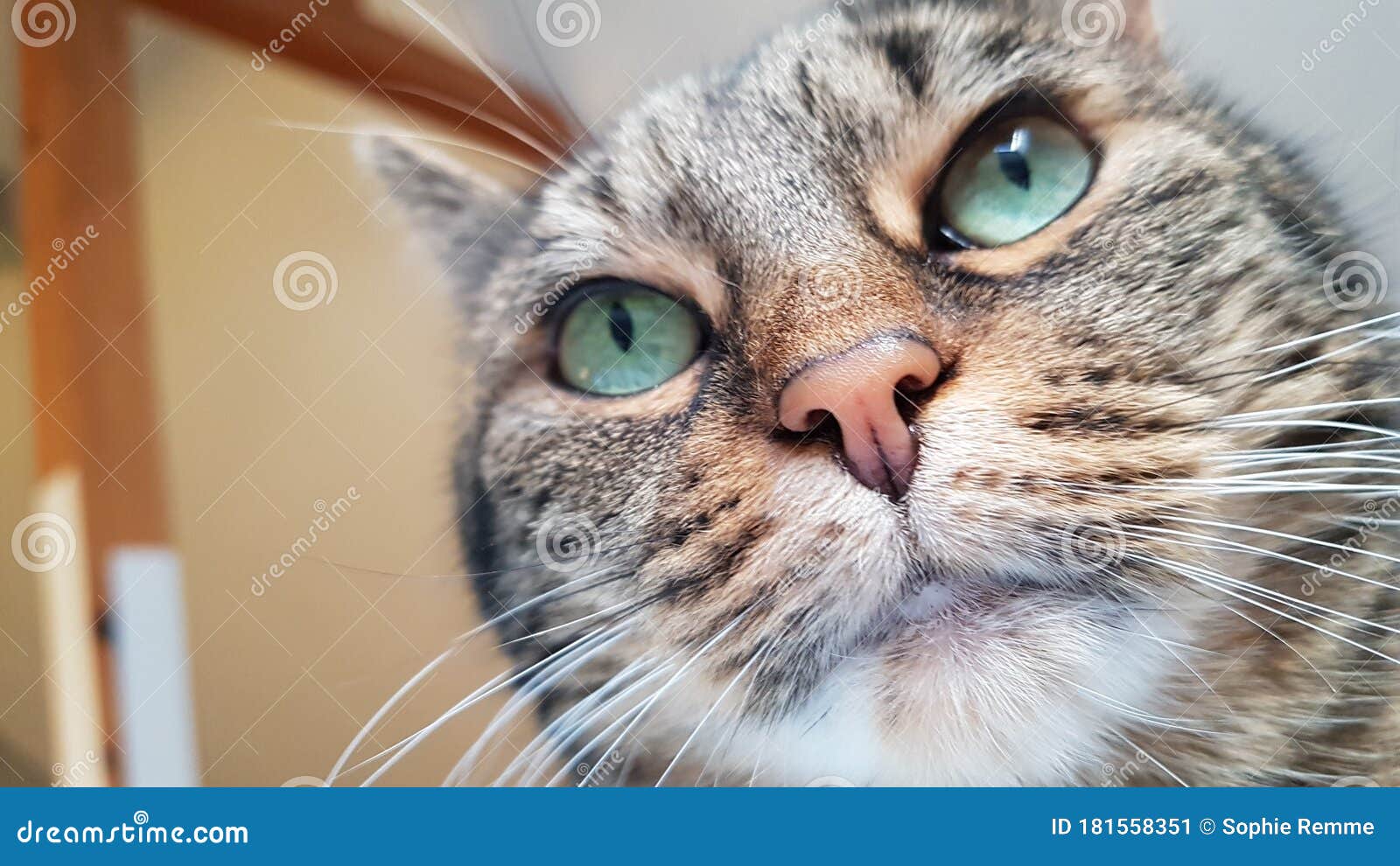 Cat looking at the camera stock image. Image of vamers - 181558351