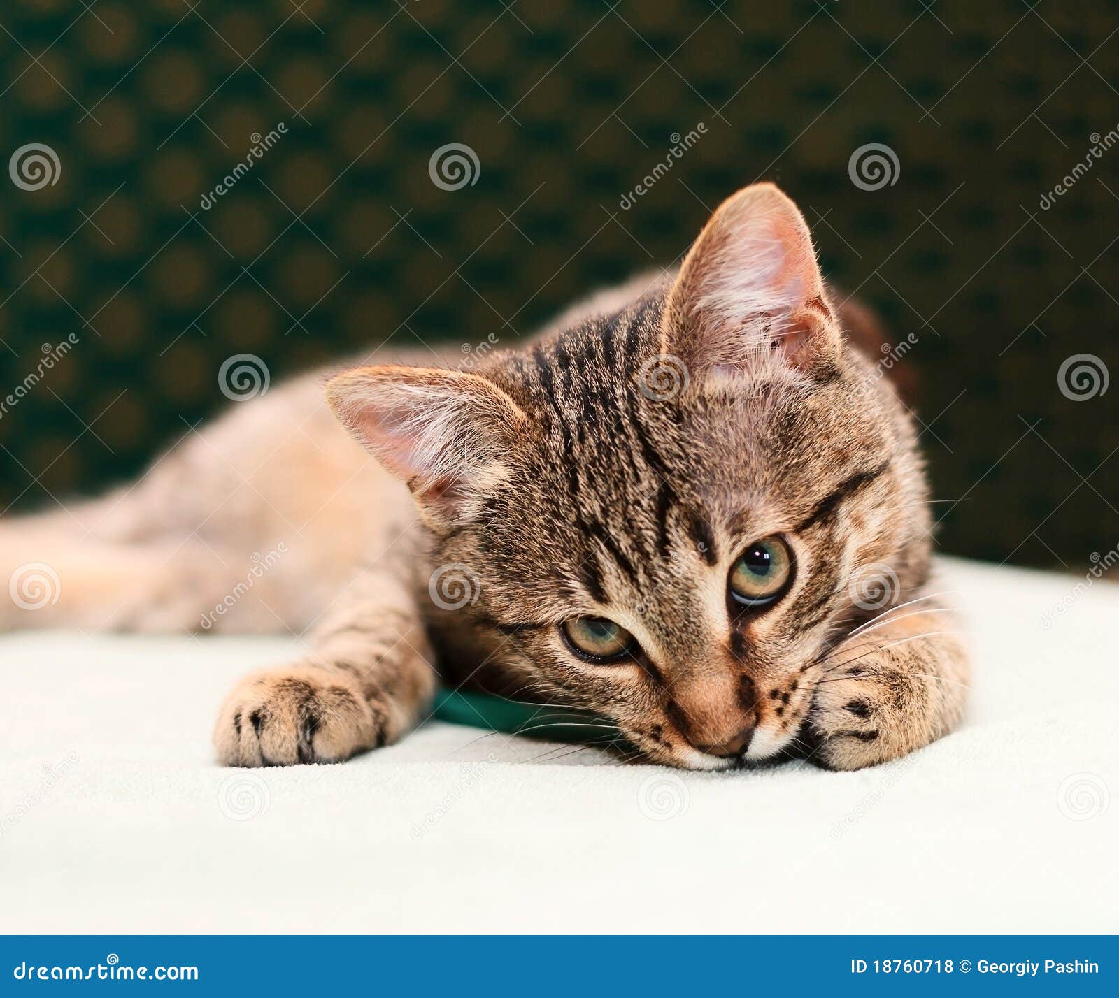 Cat looking into camera stock photo. Image of kitty, detail - 18760718