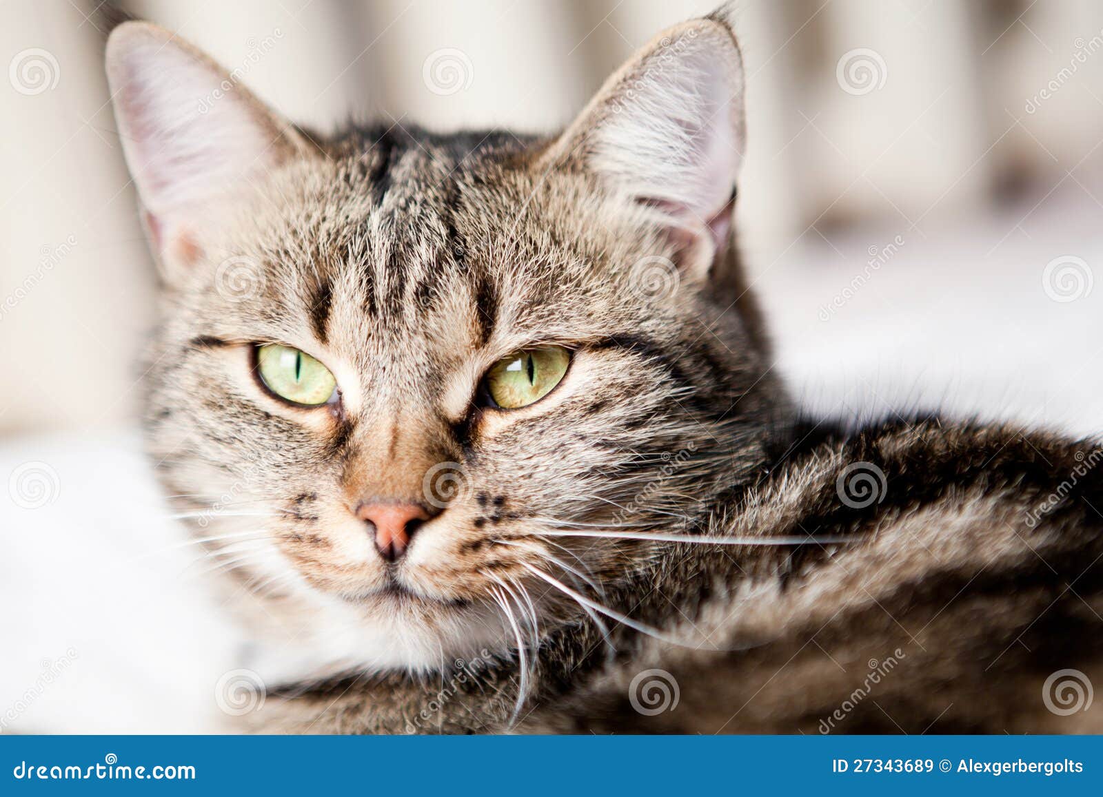 Cat looking into camera stock image. Image of lying, daydream - 27343689
