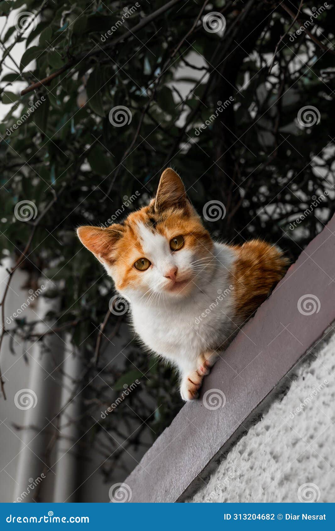 Cat Looking into the Camera Stock Photo - Image of lazy, animal: 313204682