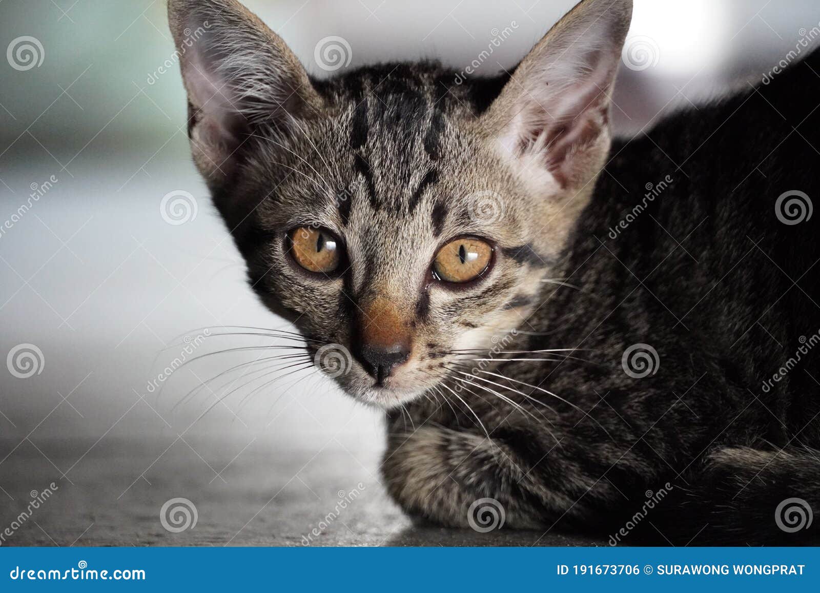 A cat looking at camera. stock photo. Image of looking - 191673706