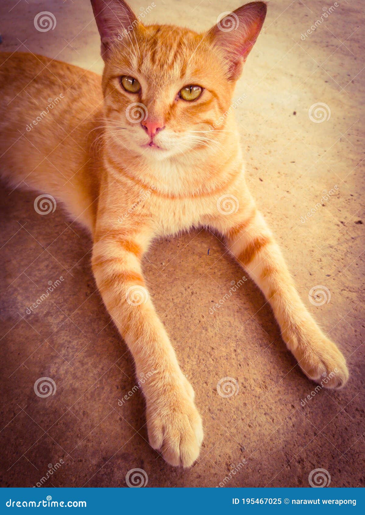 A cat looking the camera stock image. Image of nose - 195467025