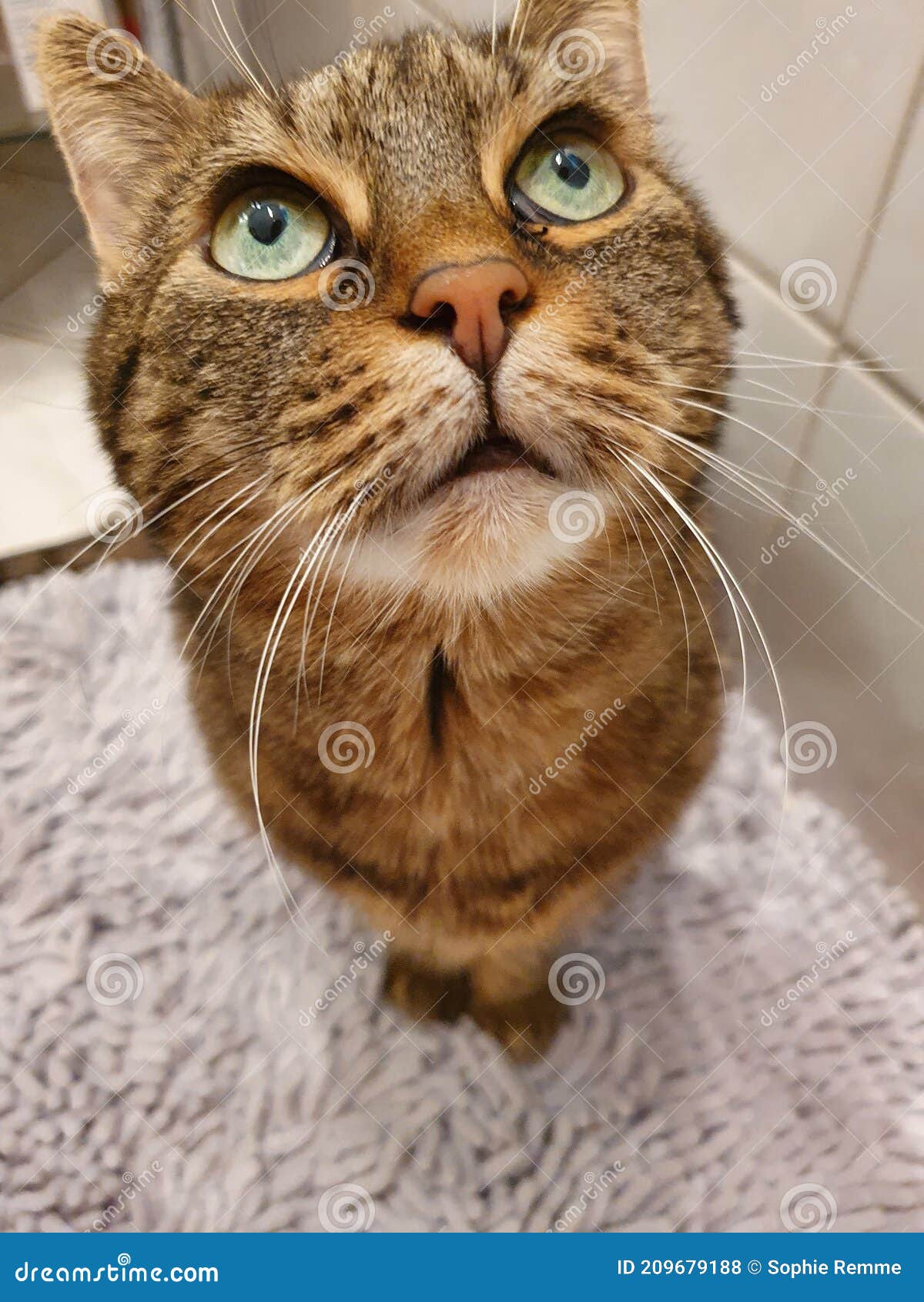Cat looking at the camera stock photo. Image of mammal - 209679188
