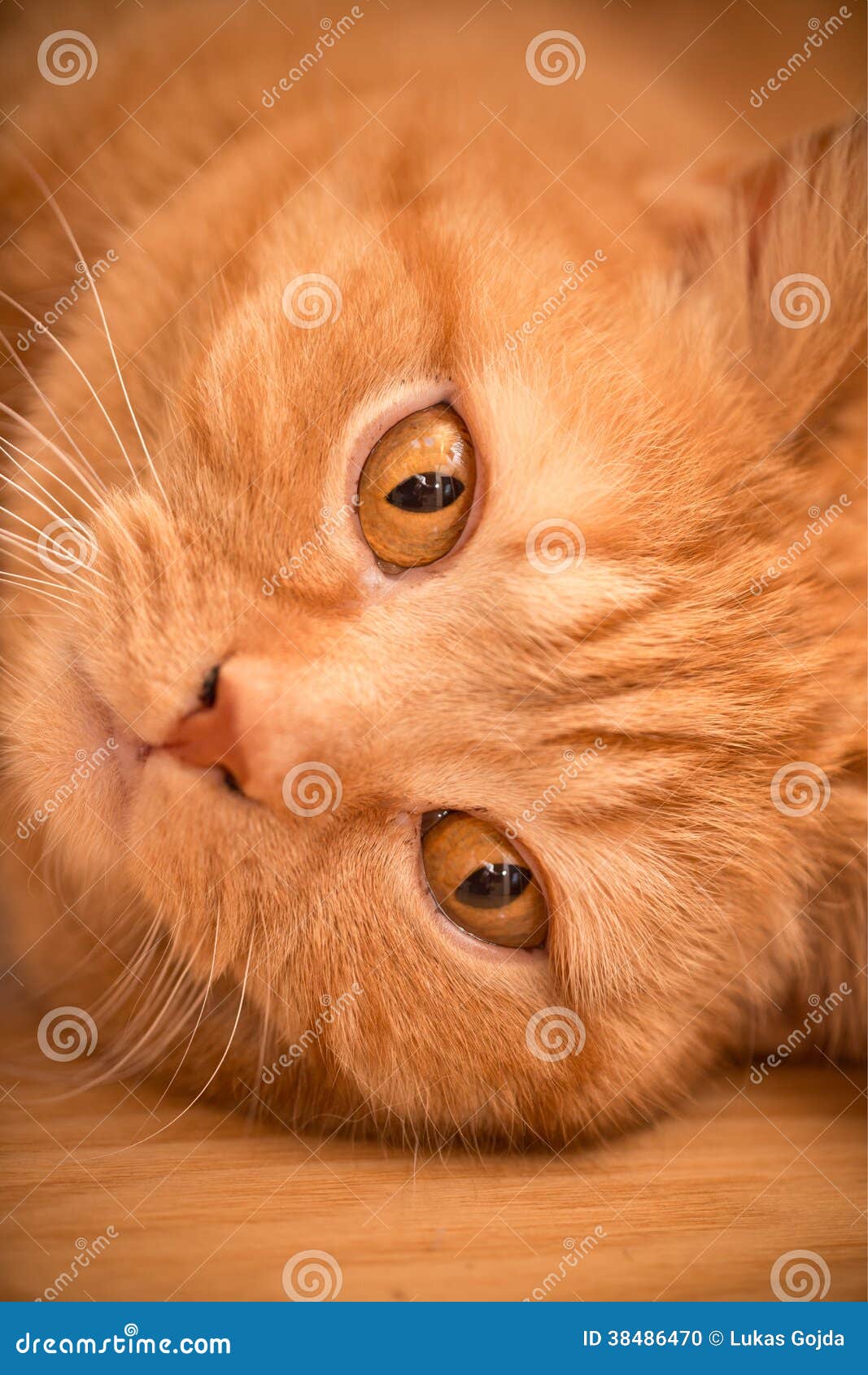 Cat looking at camera. stock photo. Image of banner, kitty - 38486470