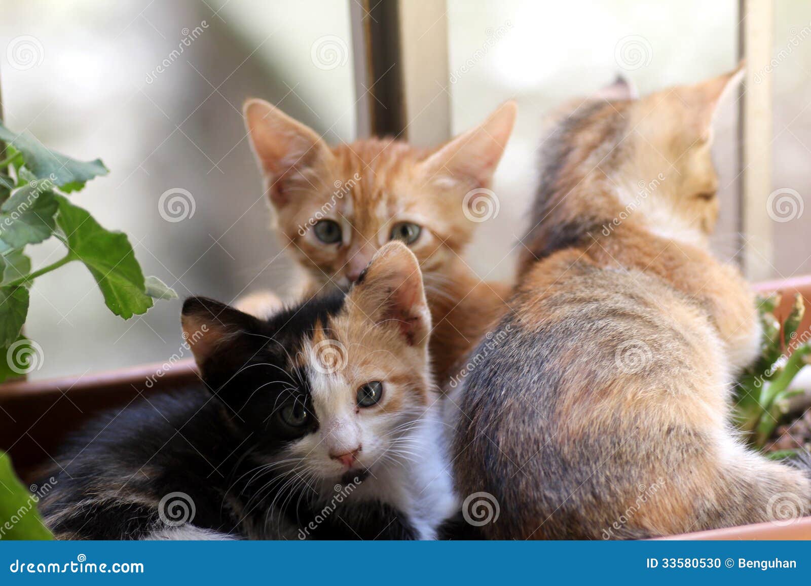 Cat Looking At The Camera Stock Photo - Image: 33580530