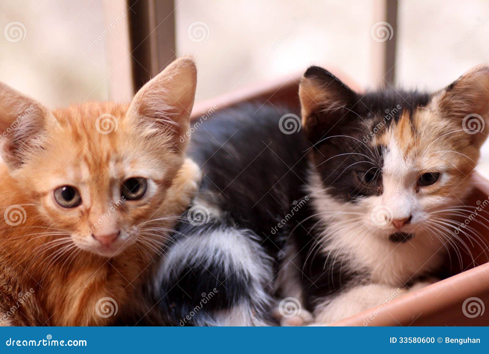 Cat looking at the camera stock photo. Image of hair - 33580600