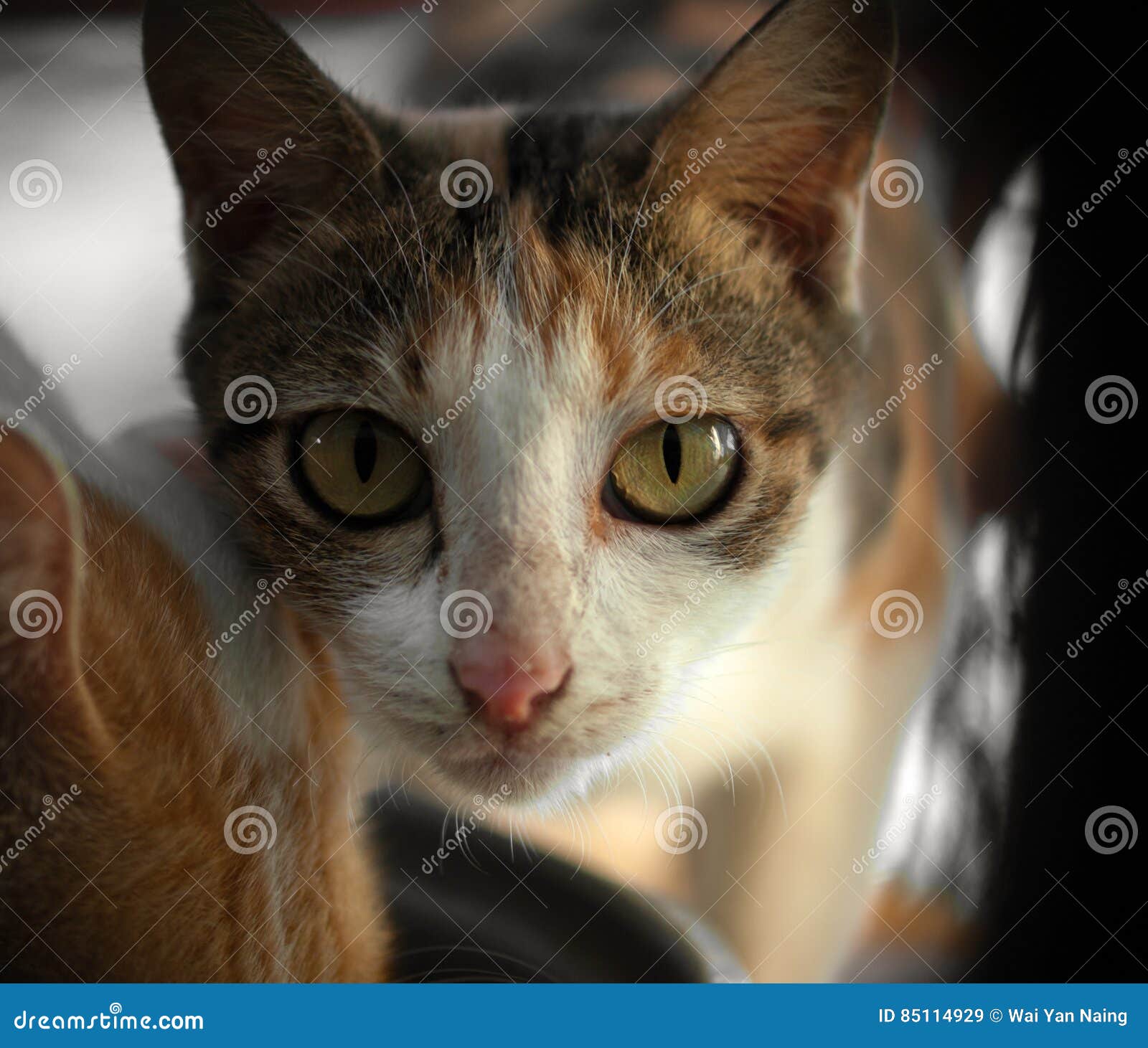 CAT LOOKING at CAMERA stock image. Image of curious, innocent - 85114929