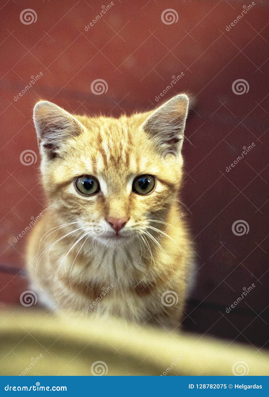 Cute kitten stock image. Image of curiously, animal - 128782075