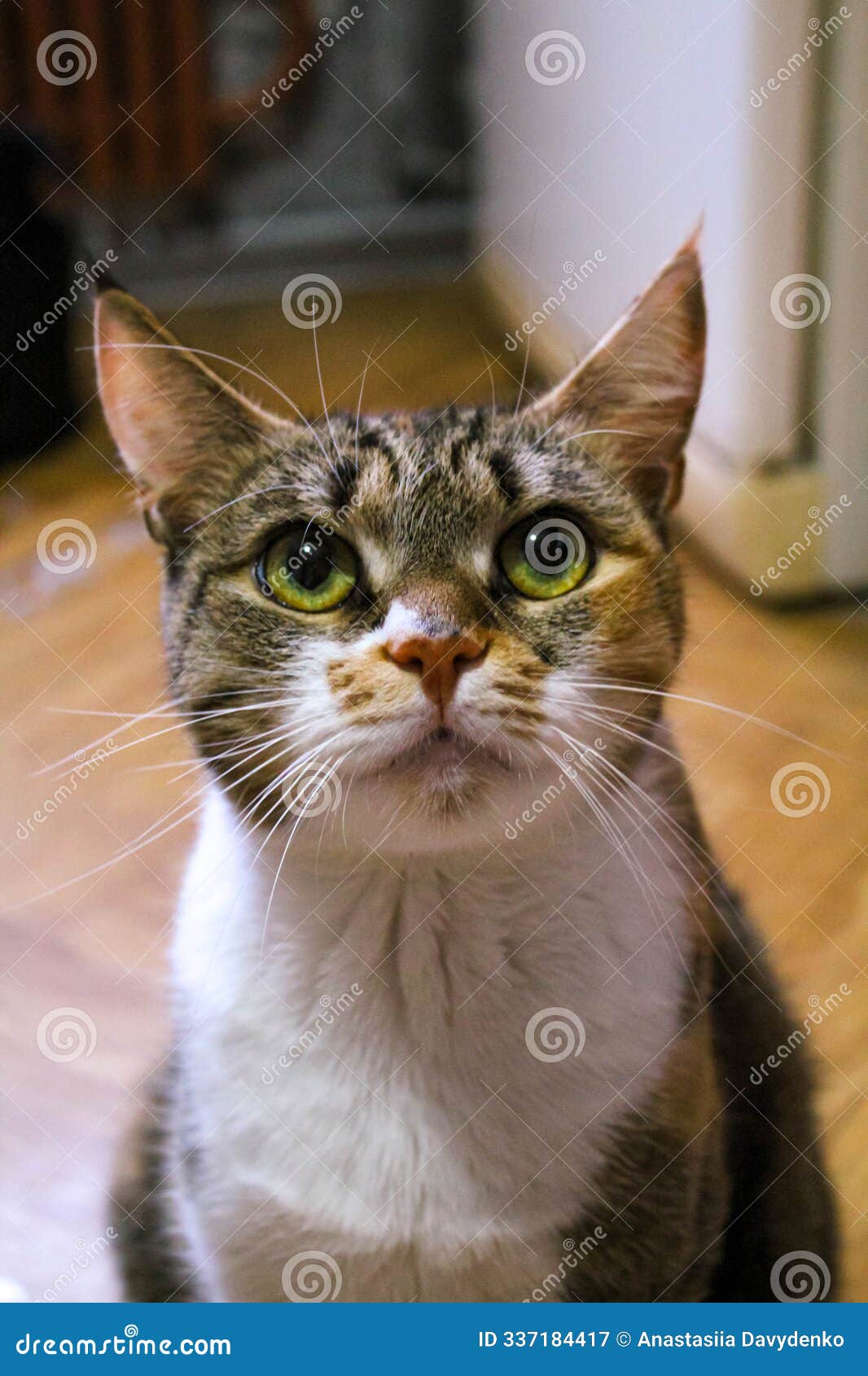 Cat Looking at Camera. Cat Eyes Wide Open. the Cat Looks Up Stock Image ...