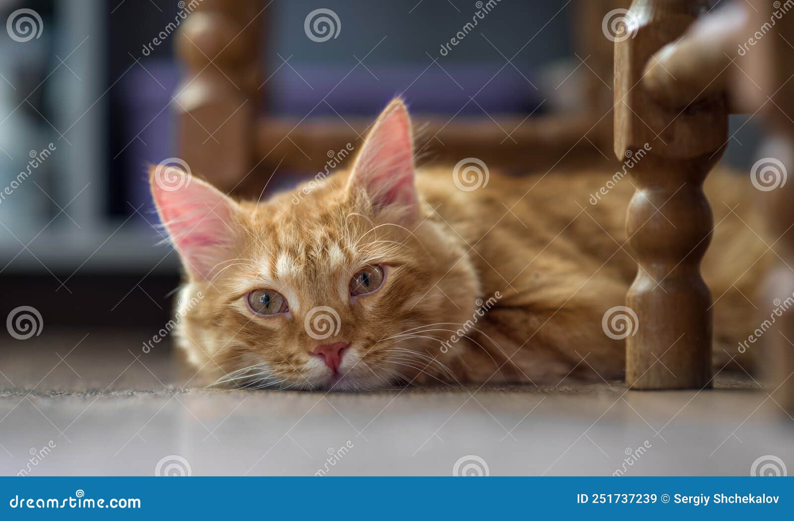 The Cat is Looking at the Camera Intently. the Red Cat Lies on the ...