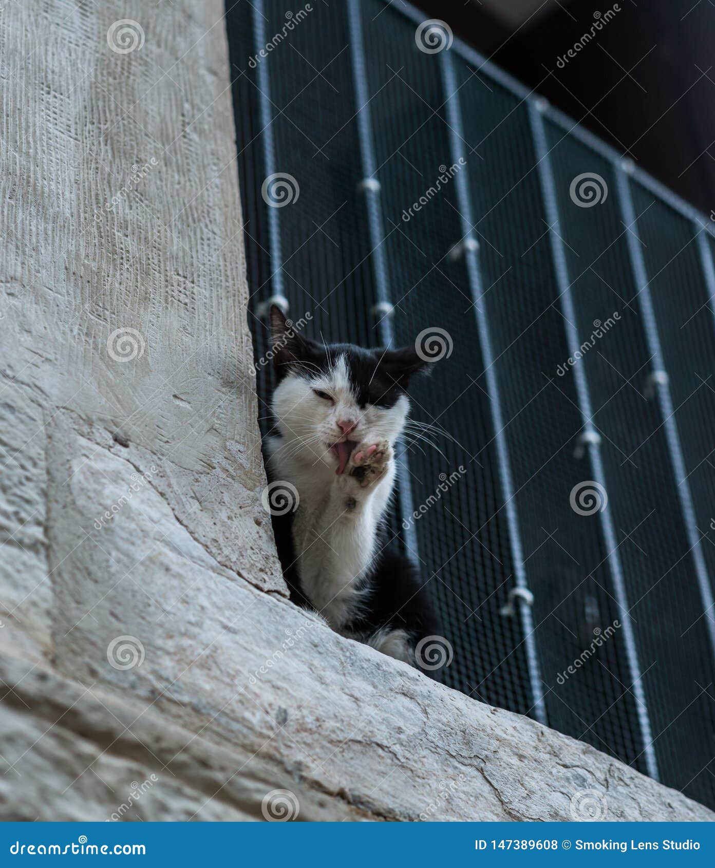 Cat looking at camera stock photo. Image of hair, kitten - 147389608