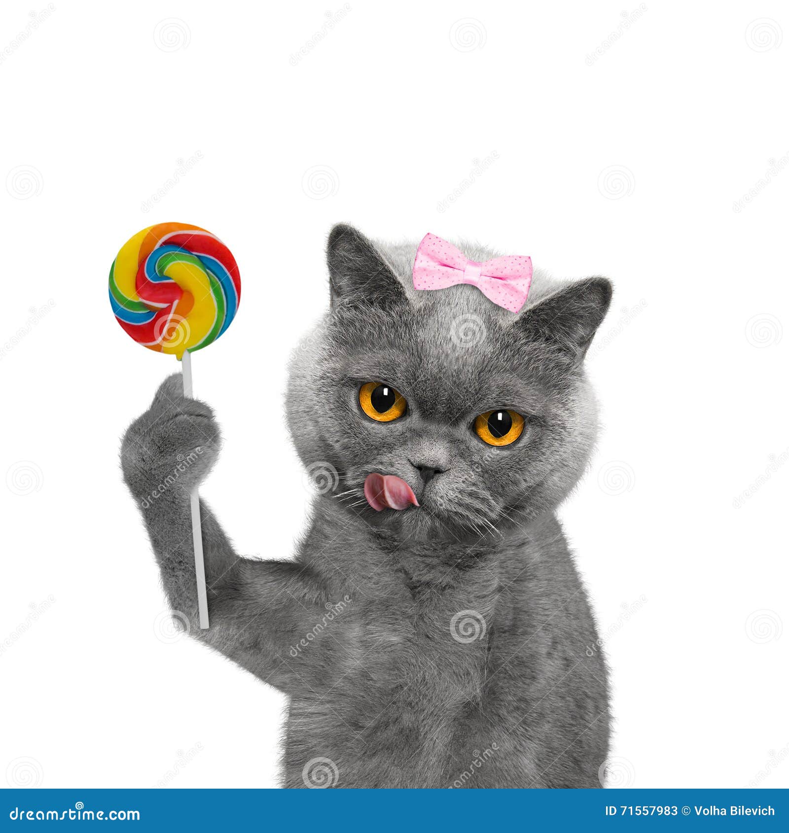 Cat Looking at Candy Lollipop in Surprise Stock Image - Image of ...