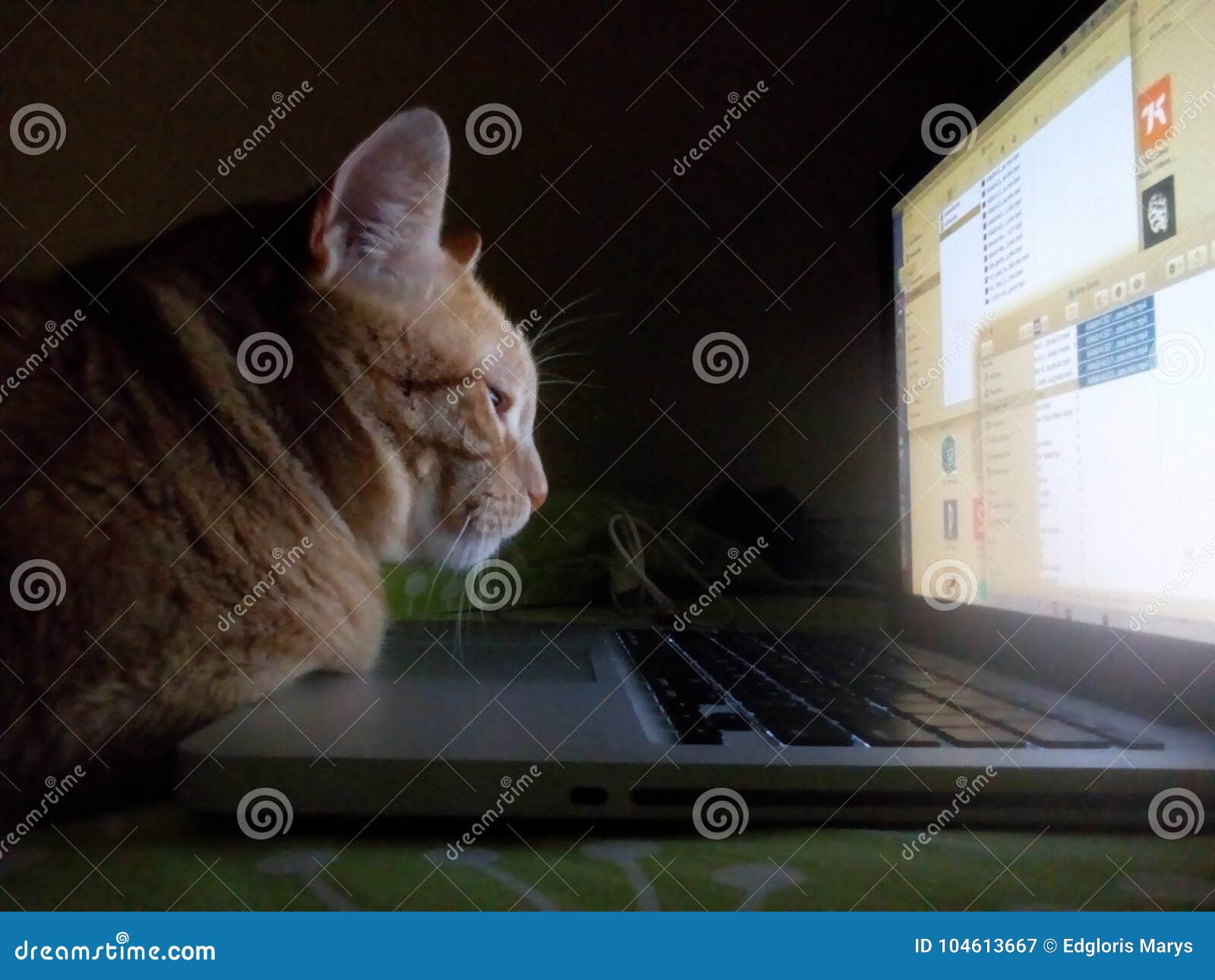 Cat and computer editorial photography. Image of user - 104613667