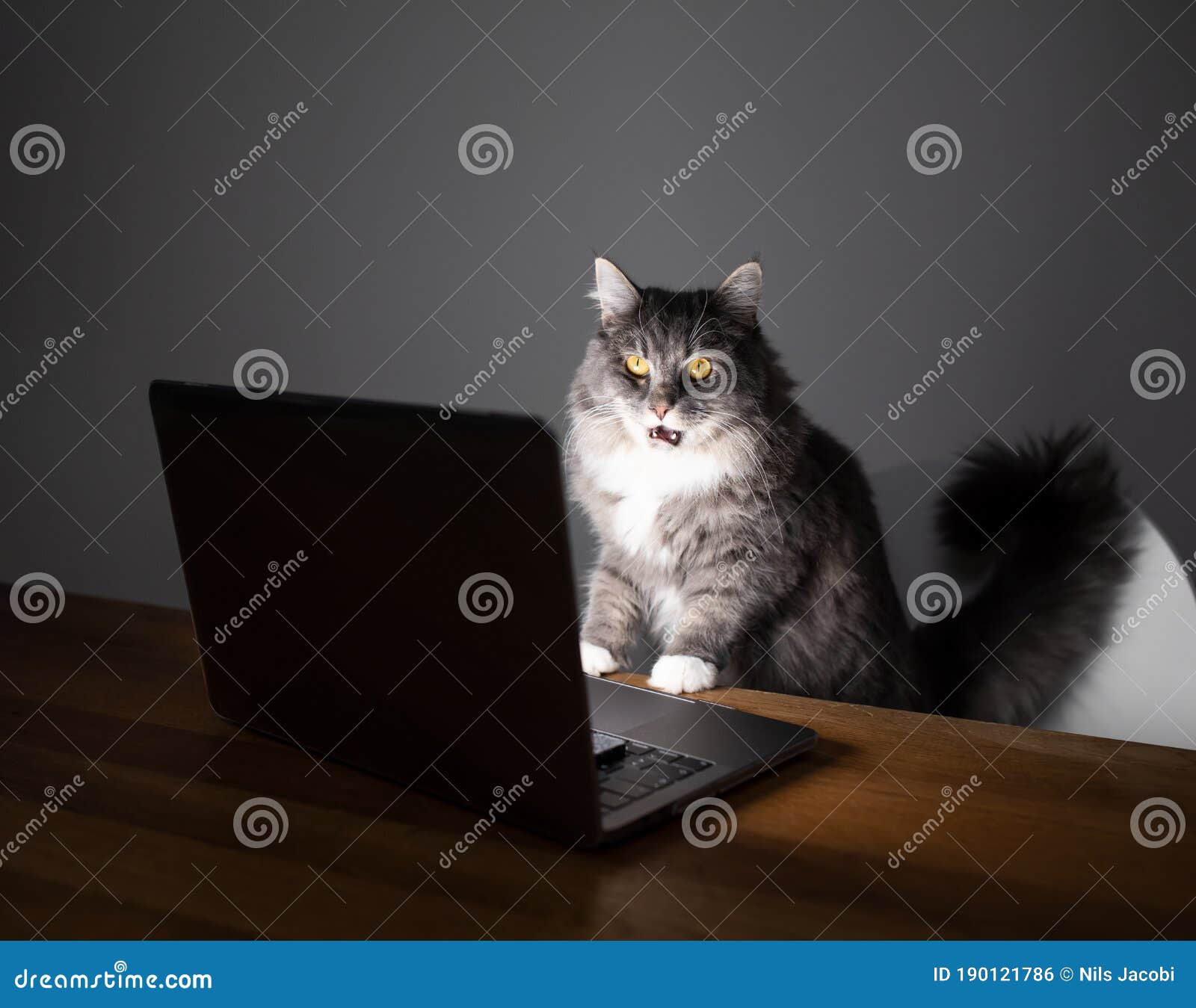 Cat Looking at Computer Screen Stock Photo - Image of tabby, maine ...