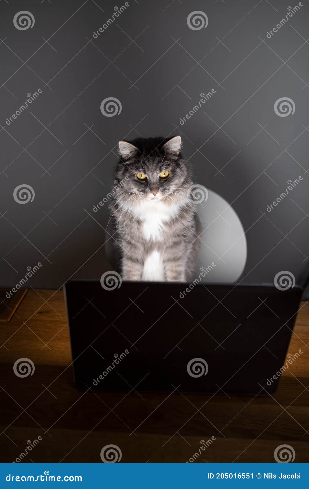 Cat Looking at Computer Screen of a Notebook Stock Image - Image of ...