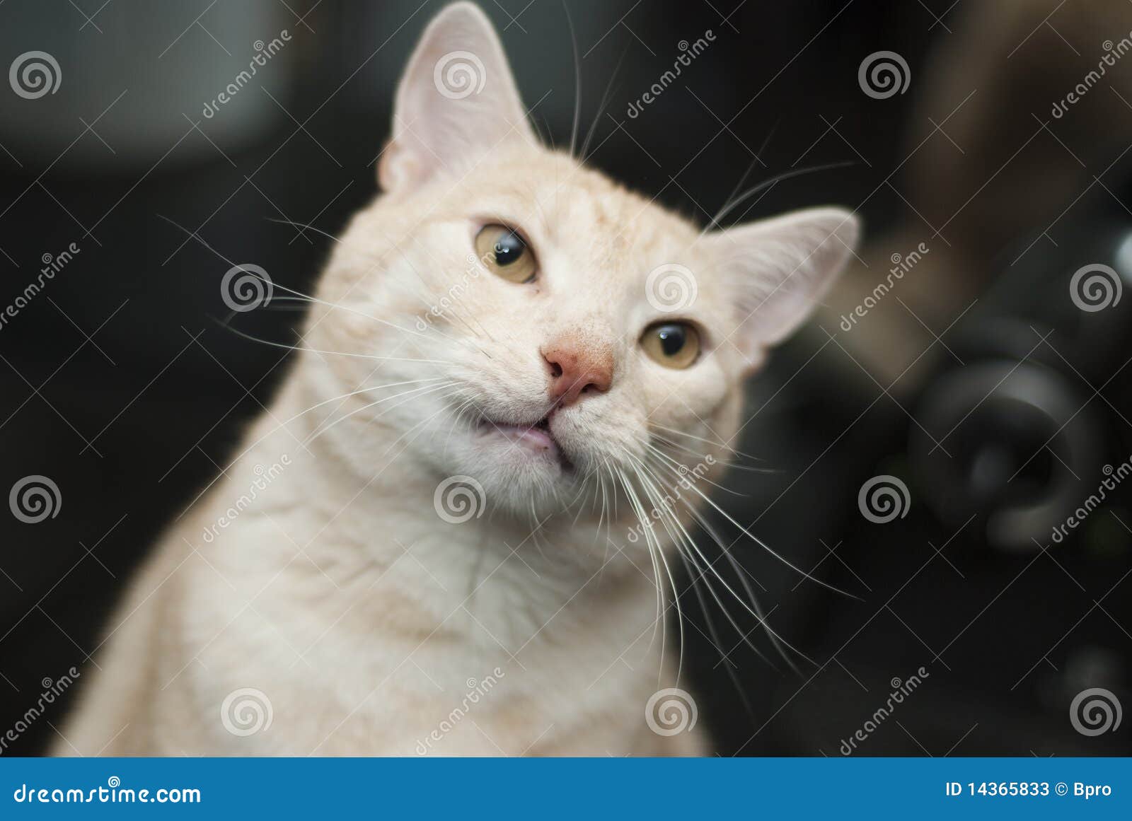 Cat looking with curiosity stock image. Image of intrigued - 14365833
