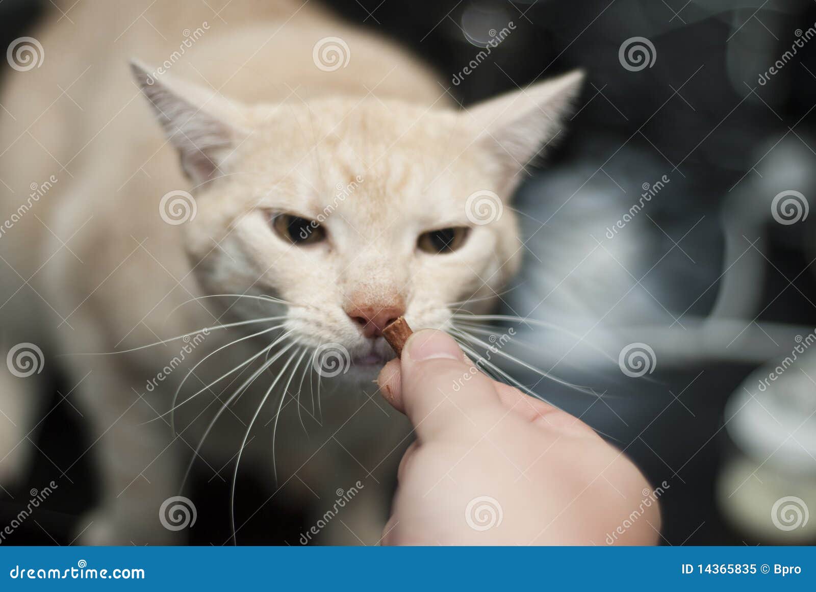 Cat looking with curiosity stock image. Image of cute - 14365835