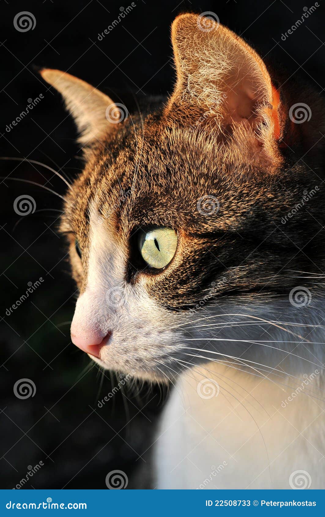 Cat looking curious stock image. Image of white, siberian - 22508733