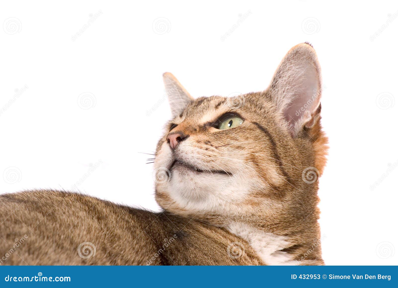 Cat looking curious stock image. Image of gizmo, domestic - 432953