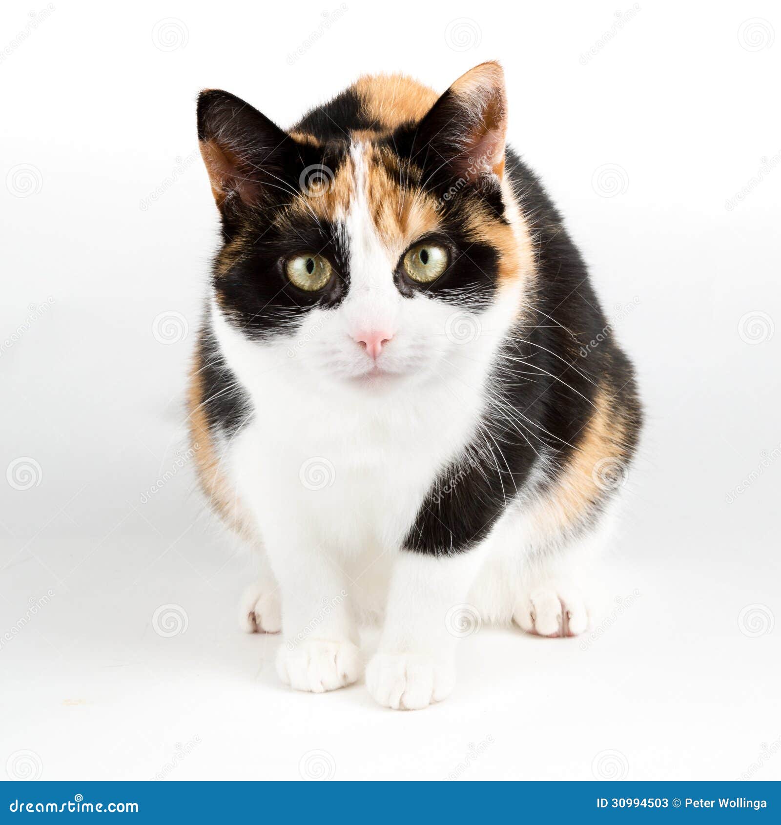 Cat Looking Curious into the Camear, Isolated in White Stock Image ...
