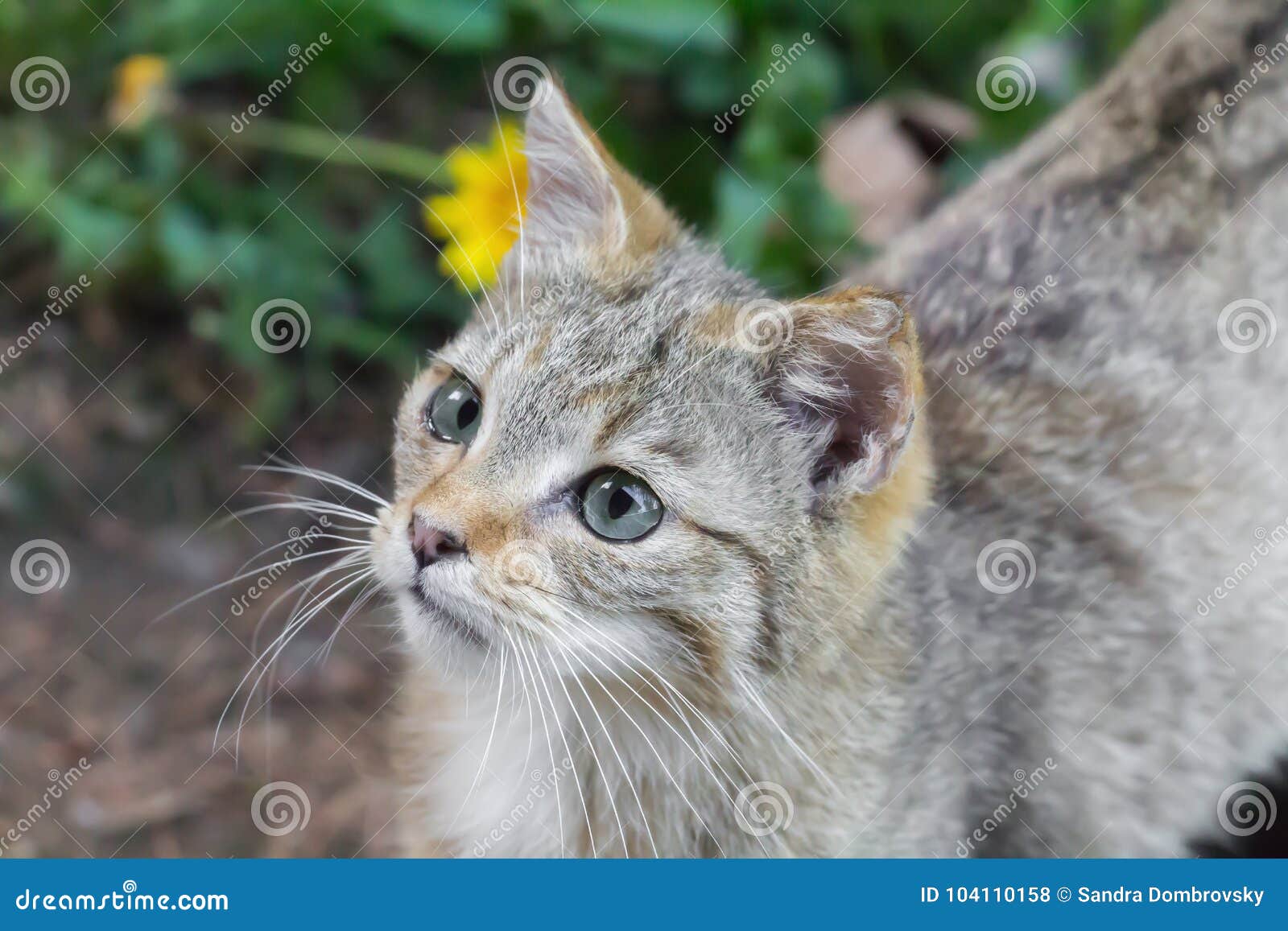 A cat is looking cute stock photo. Image of face, curious - 104110158