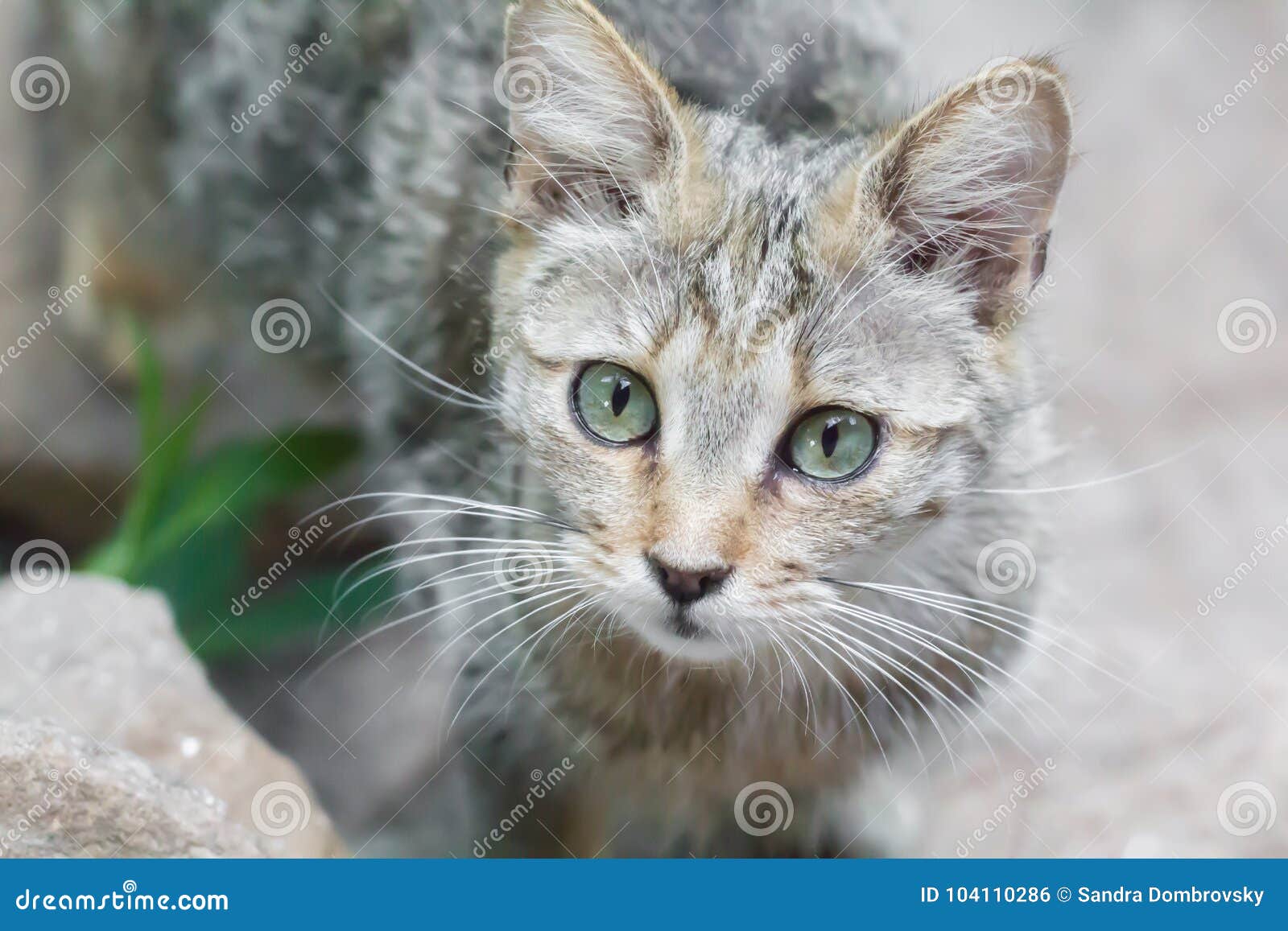 A cat is looking cute stock photo. Image of relaxation - 104110286
