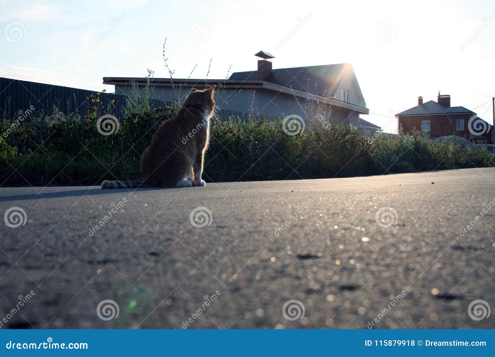 The Cat is Looking into the Distance Stock Photo - Image of white ...