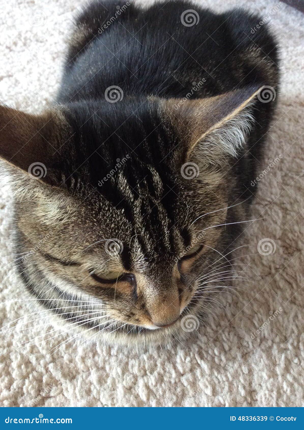 Cat Looking Down stock image. Image of looking, cutie - 48336339