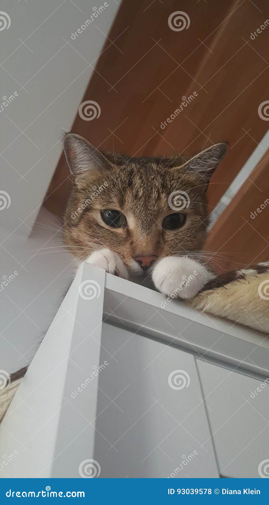 Cat looking down stock photo. Image of shelf, look, stripe - 93039578