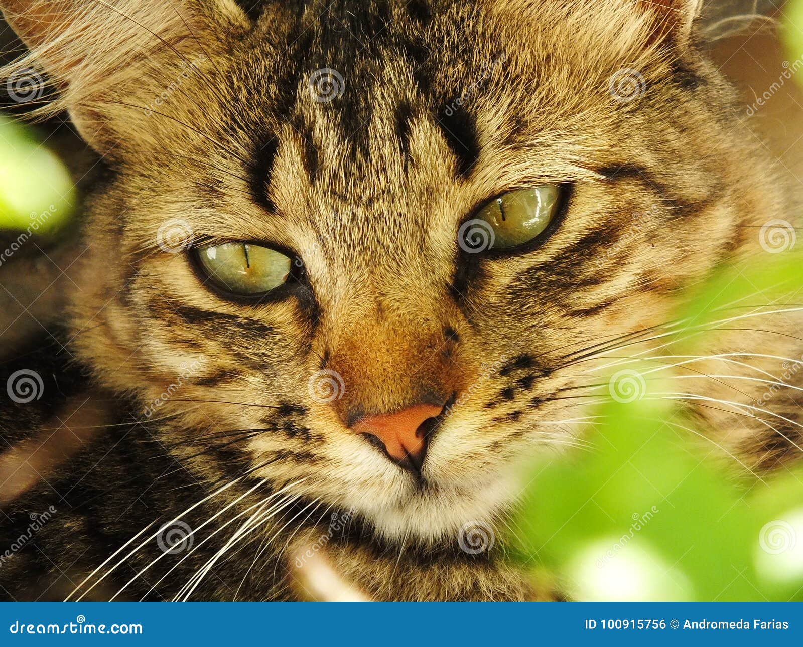 Kitty looking down. stock photo. Image of looking, kitty - 100915756