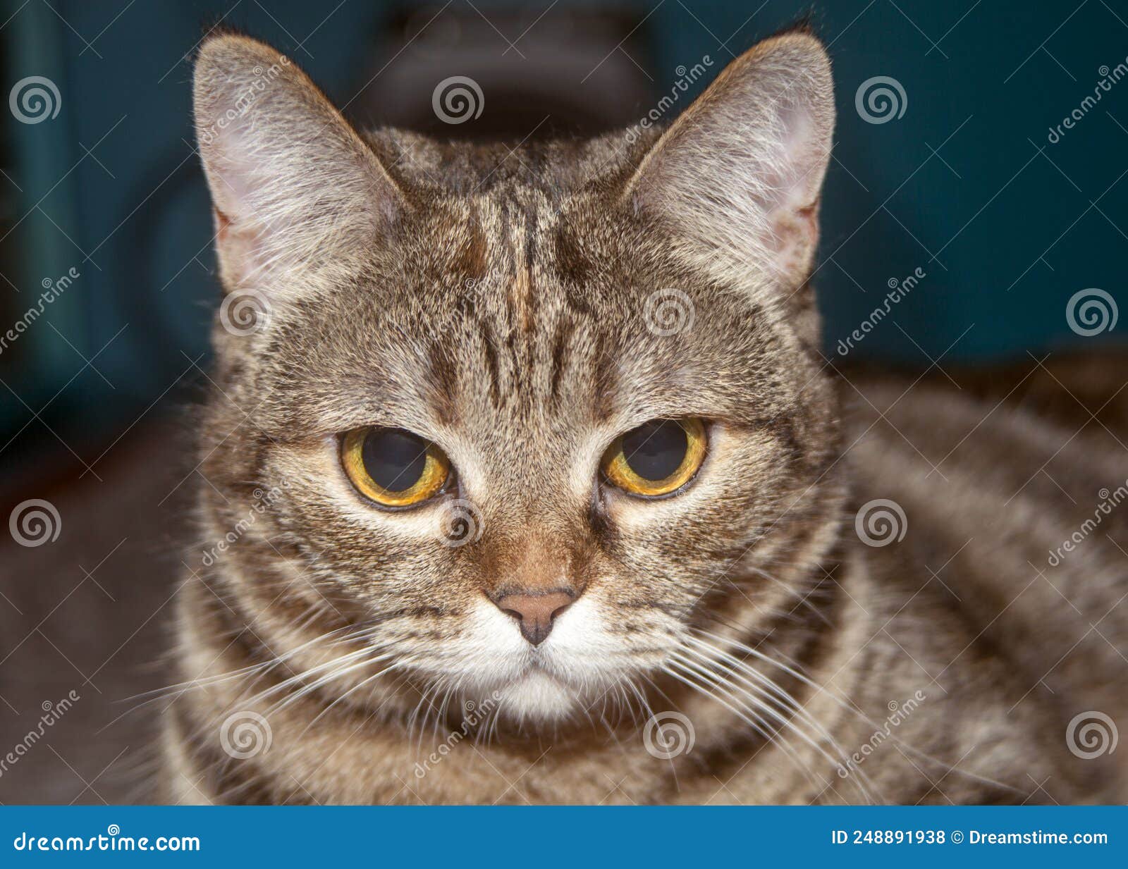 The Cat is Looking Down at You Stock Photo - Image of hair, lying ...