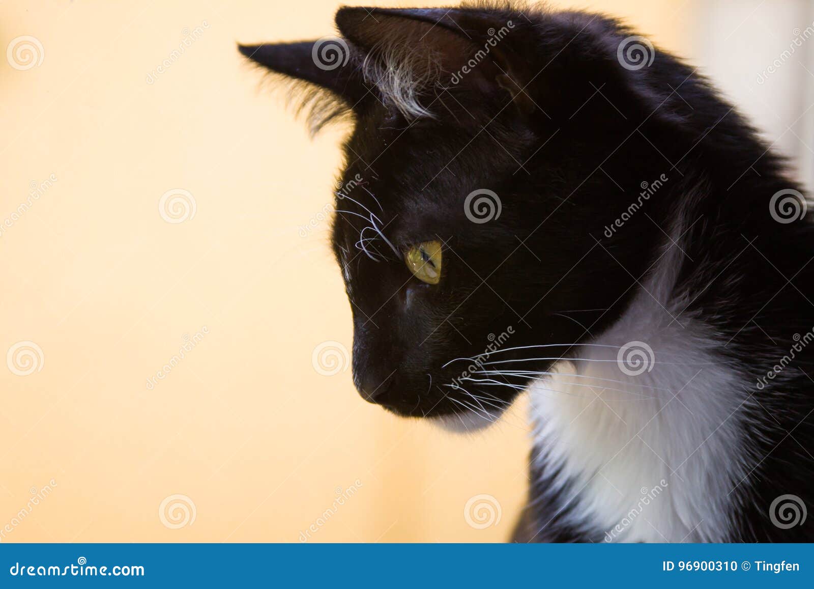 Downward Cat Stock Photos - Free & Royalty-Free Stock Photos from ...